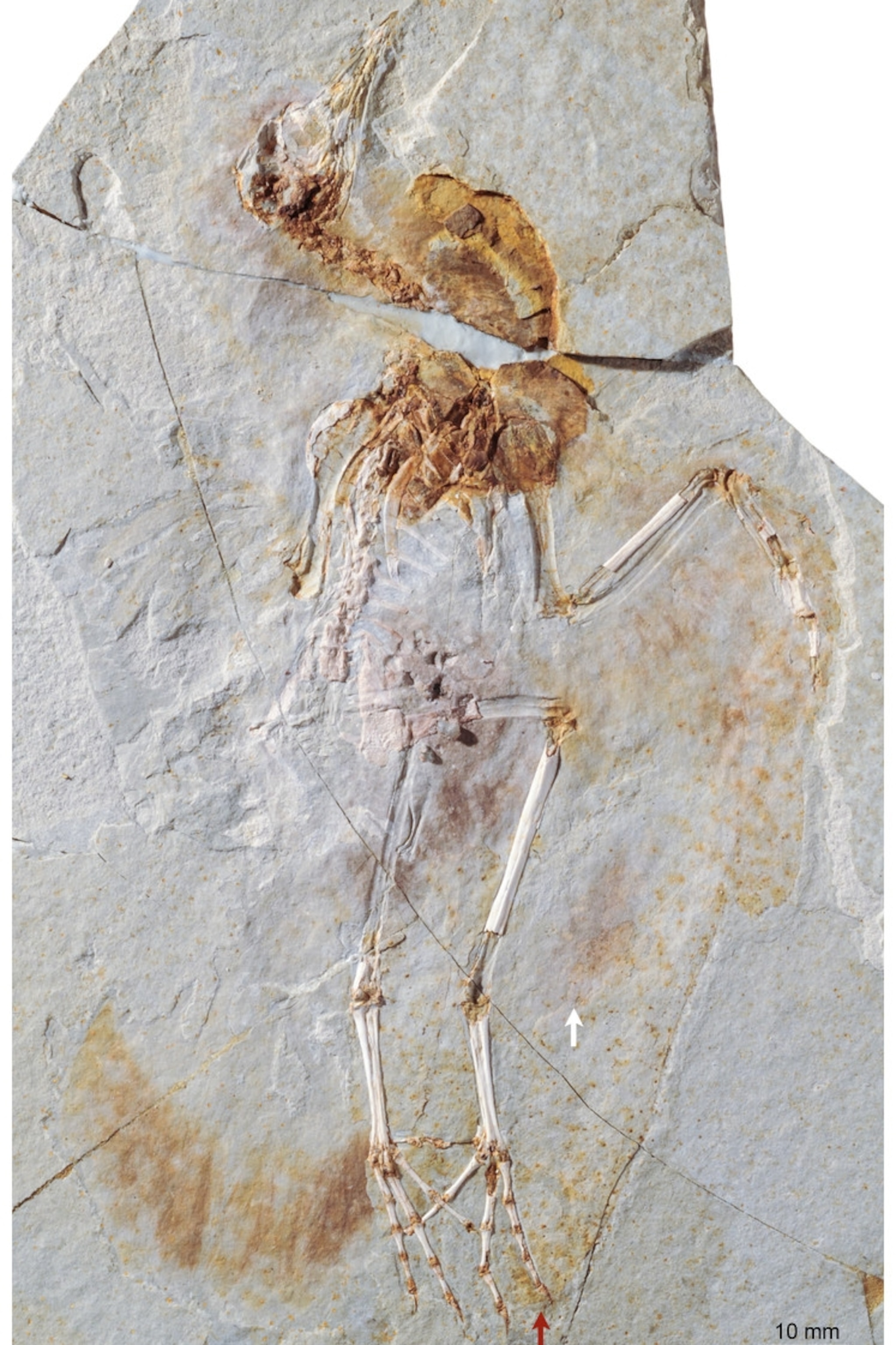 Feathery Fossil Offers Insights into the Flight and Diet of an Early Bird