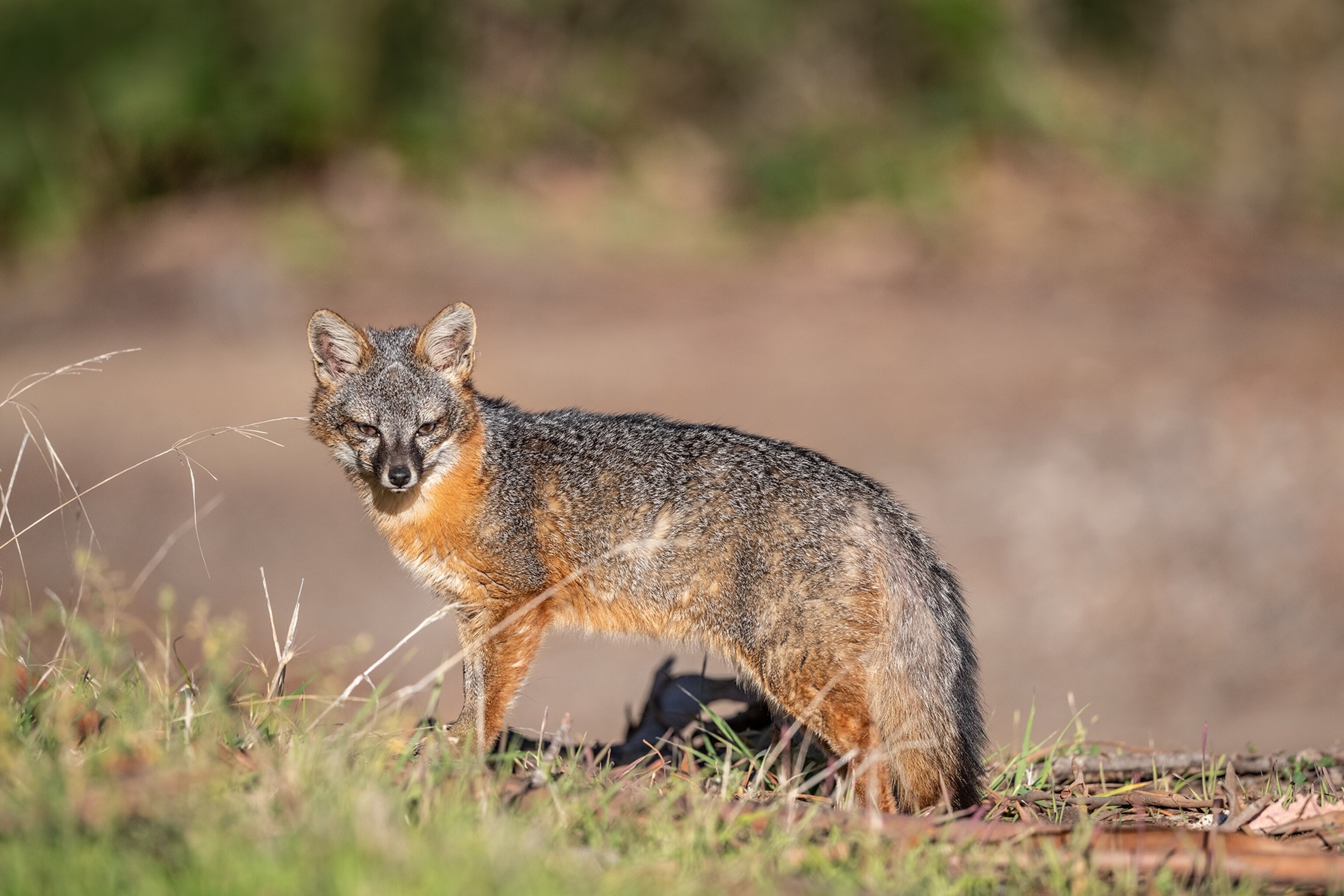 Earth Day began here with a disaster, but a tiny island fox tell a ...