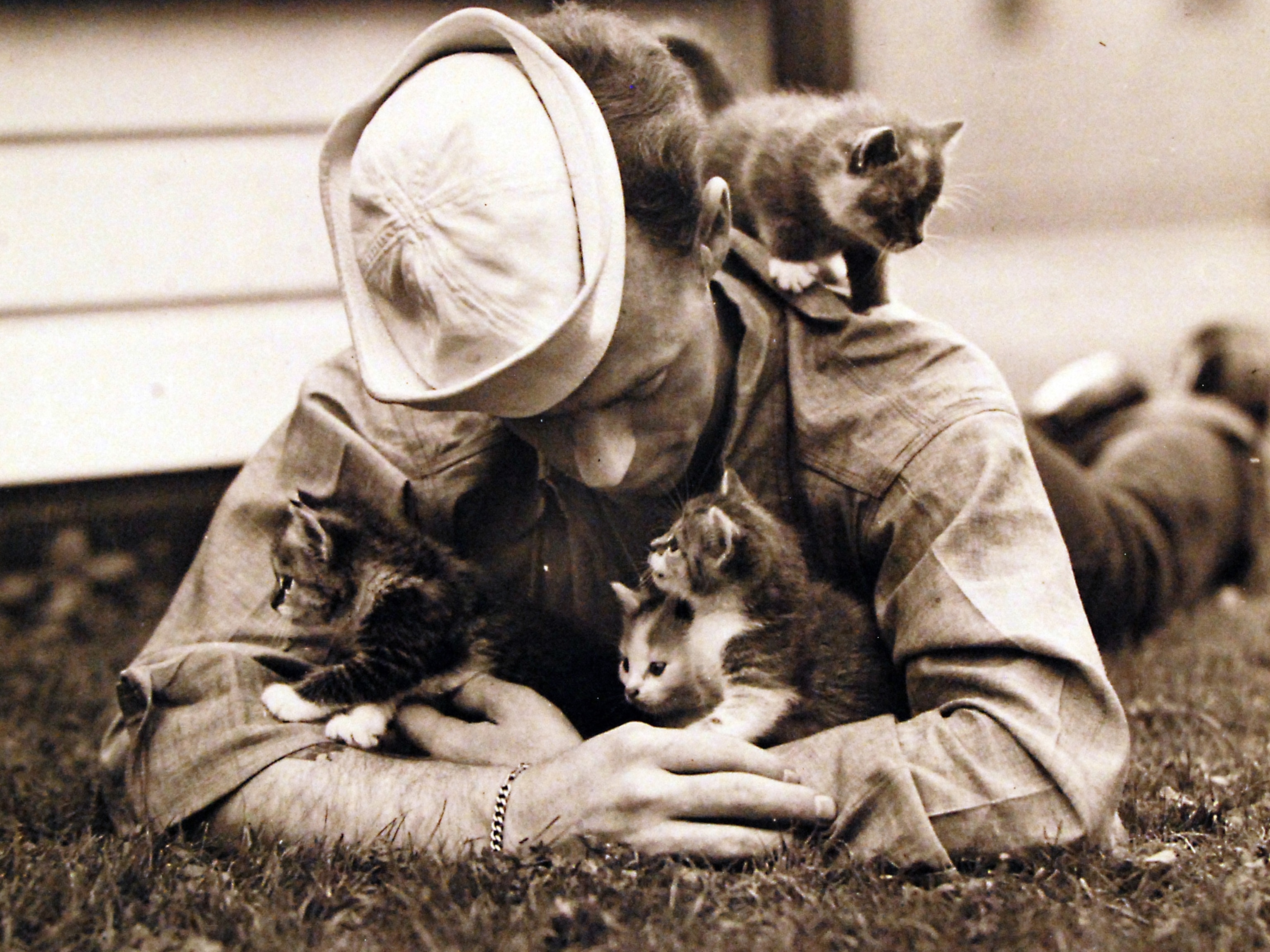 The forgotten history of cats in the navy