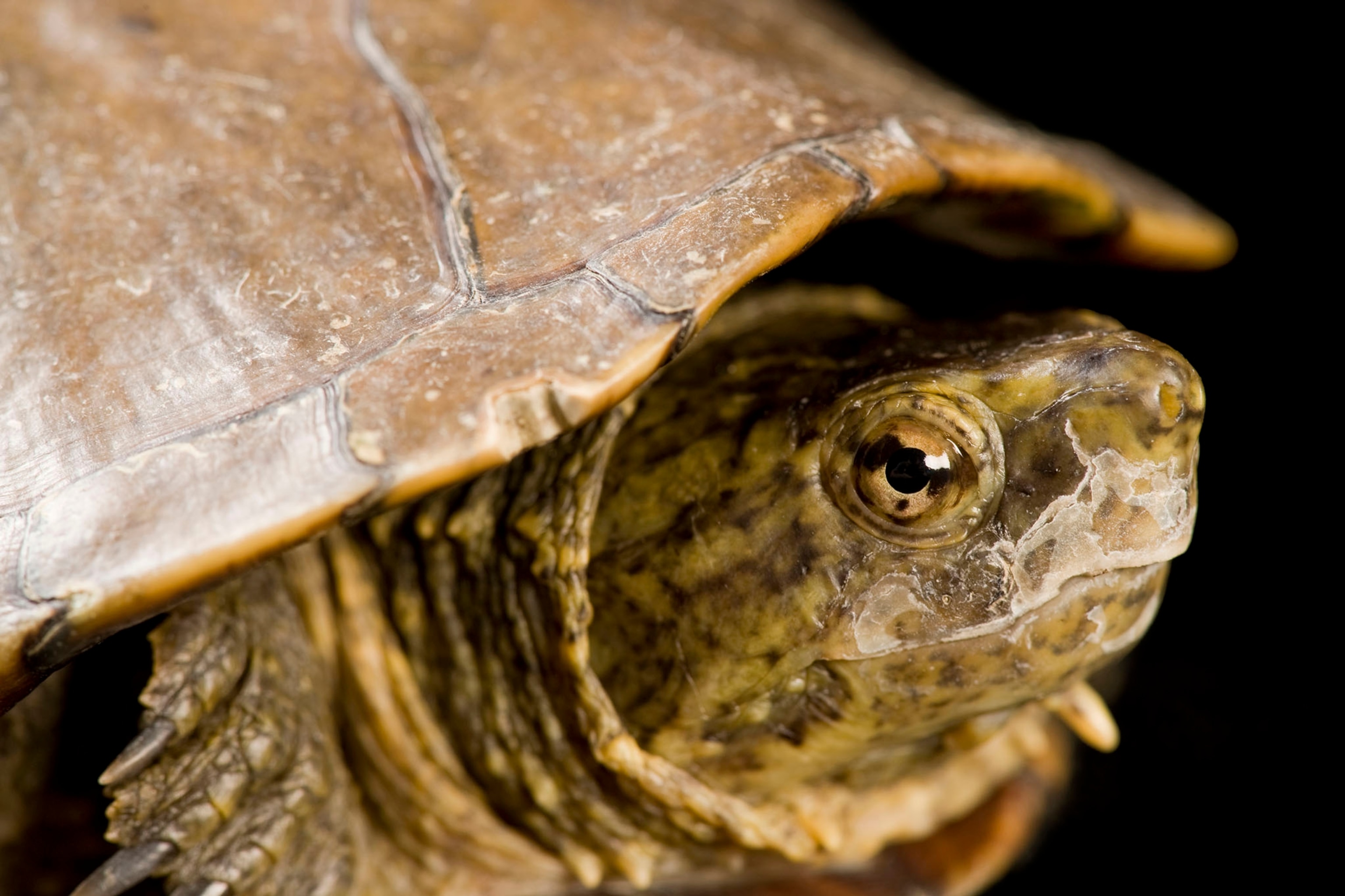How to Tell a Turtle From a Tortoise