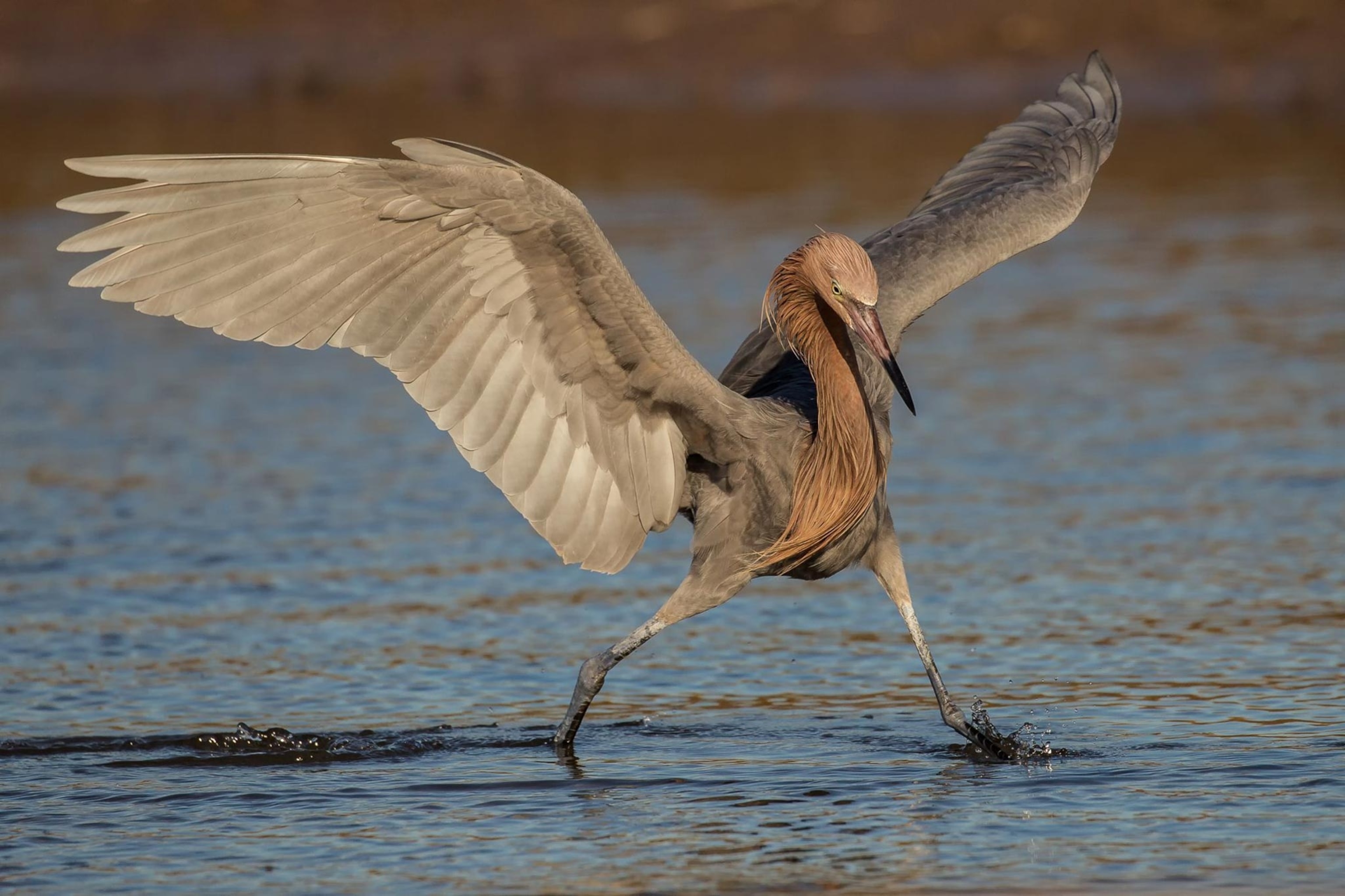 47 Mesmerizing Photos of Animals in the Wild