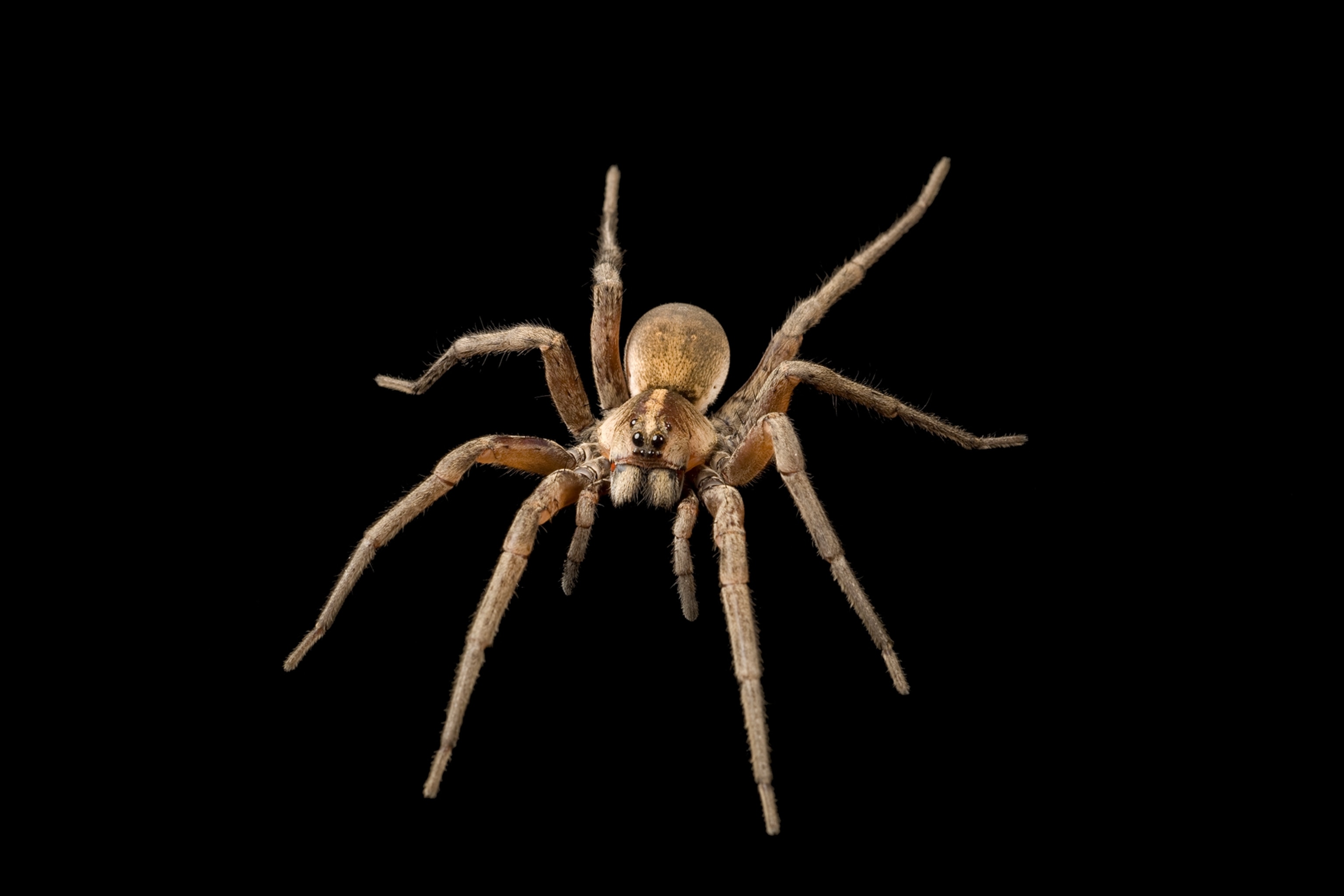 How Cats, Rats, Bats, and More Became Halloween Animals