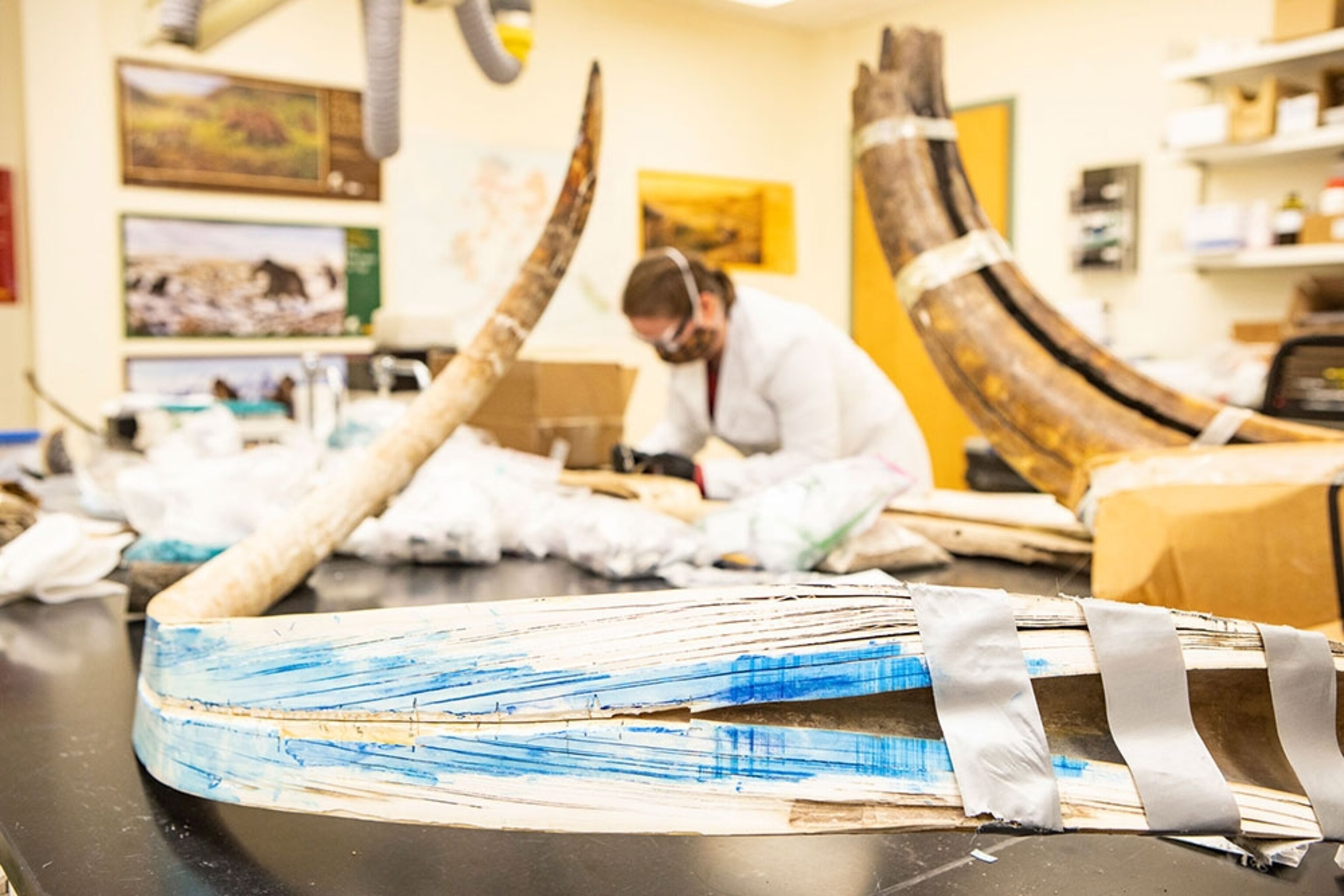 A 17,000-year-old tusk tells an extraordinary Ice Age tale