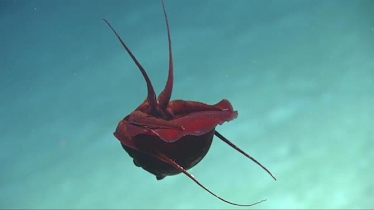 Bizarre Squid Spotted by NOAA's Okeanos Explorer