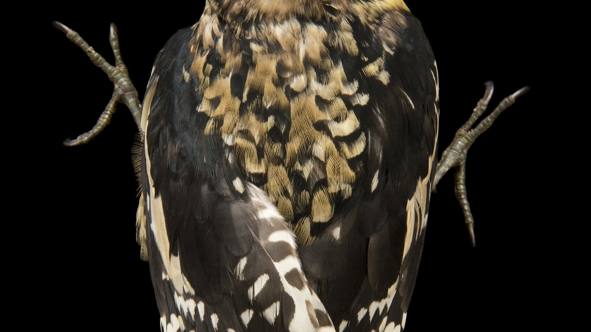 Yellow-Bellied Sapsucker | National Geographic | National Geographic
