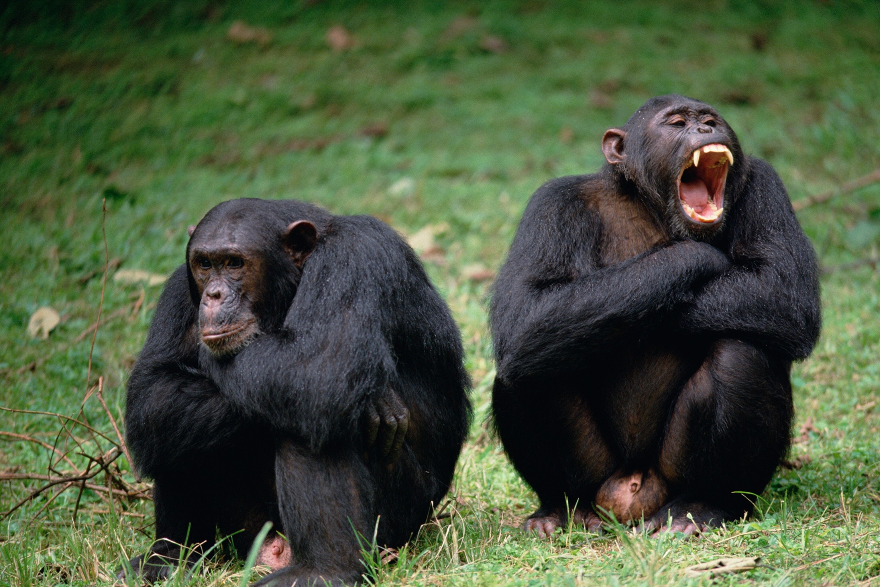 Do Animals Go to War?