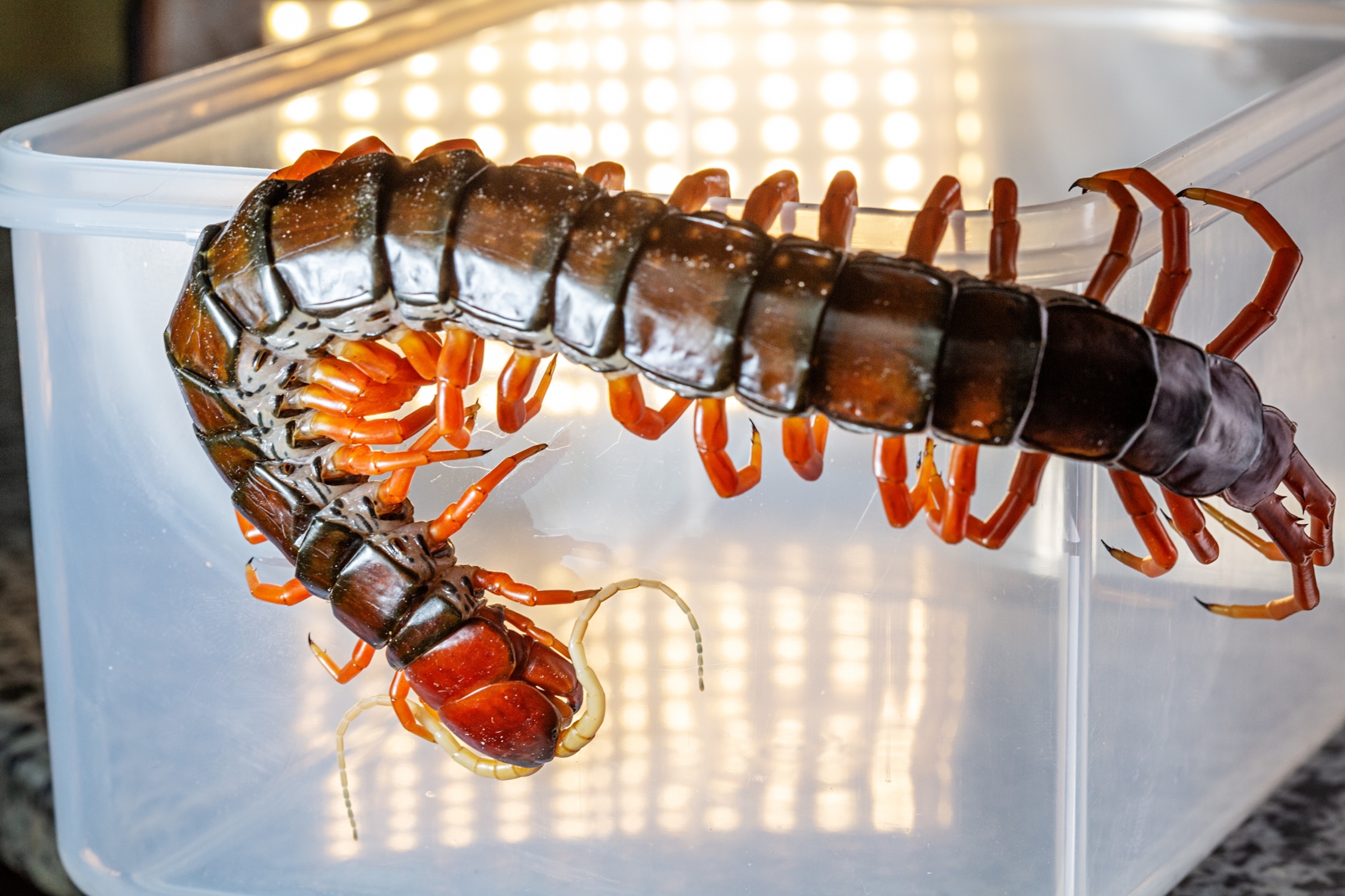 Scientists are unraveling the mysteries of pain