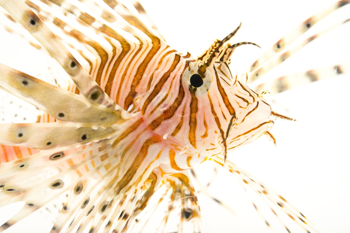 Lionfish May Finally Meet Its Match: The Seafood Aisle