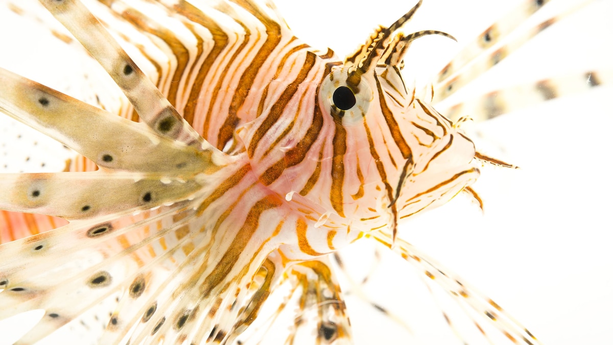 Lionfish May Finally Meet Its Match: The Seafood Aisle | National ...