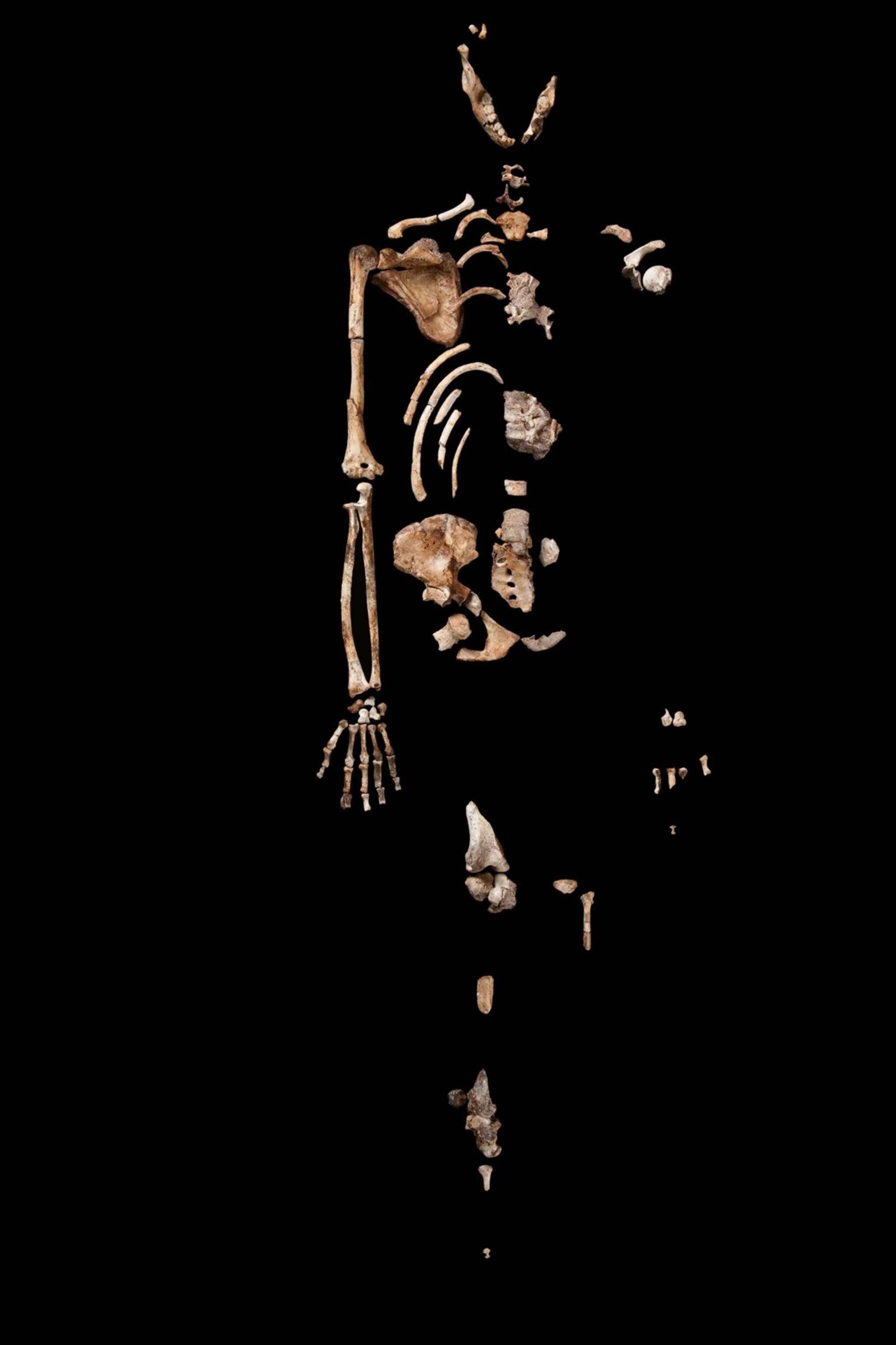 Part Ape, Part Human