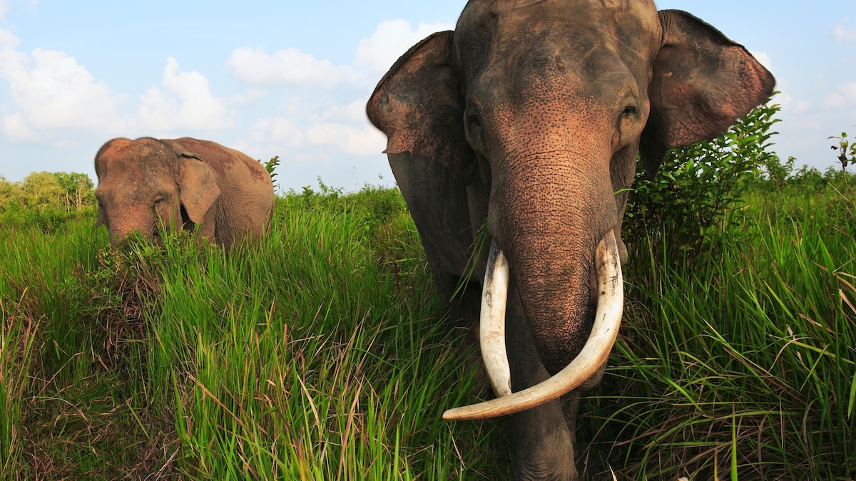 How to Scare Elephants—For Their Own Good | National Geographic