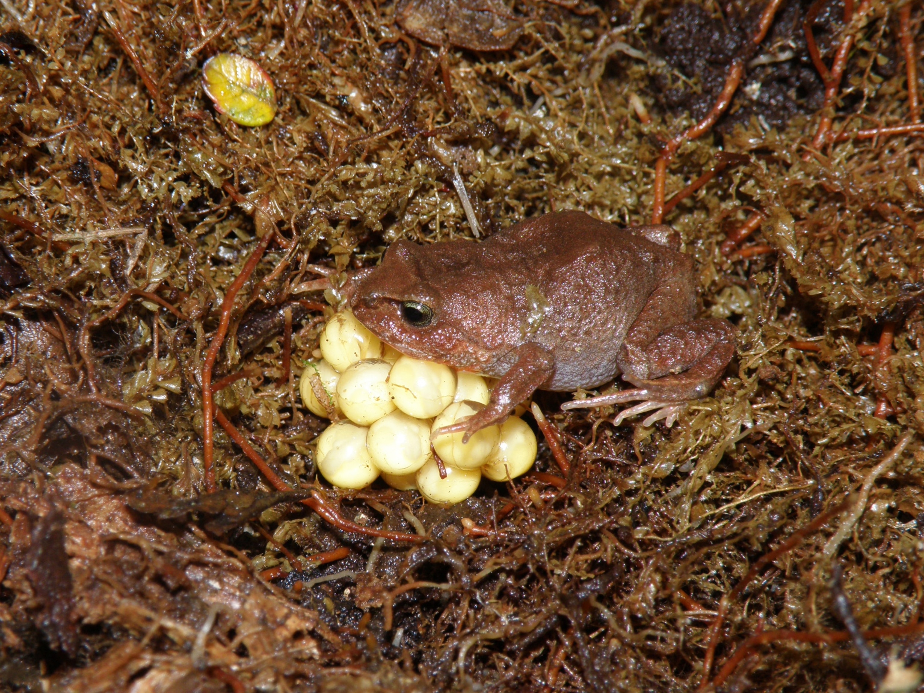Pictures: Peru Park Boasts Highest Diversity of Amphibians and Reptiles
