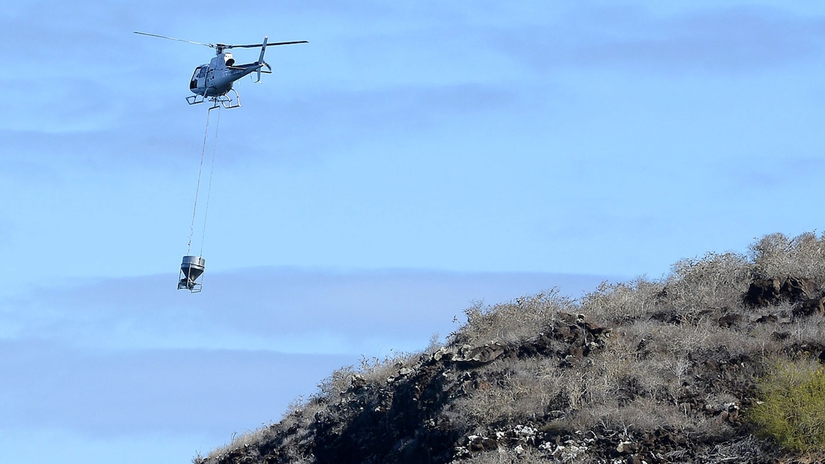 Heads Up to Invasive Pests: Poison Mice Are Falling From the Sky ...
