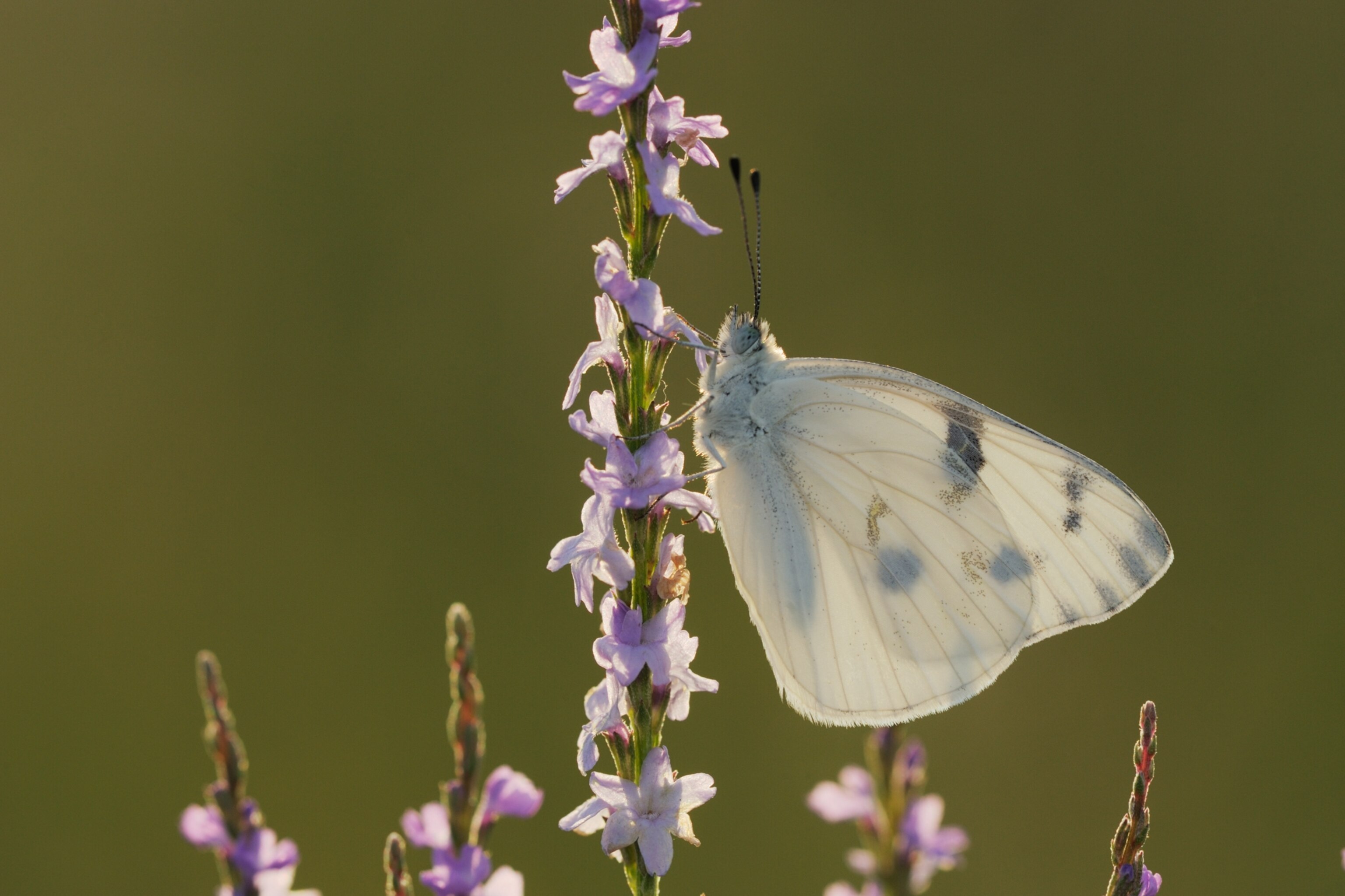 New studies confirm insects are vanishing at an alarming rate