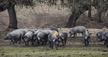 The story behind jamón ibérico de bellota
