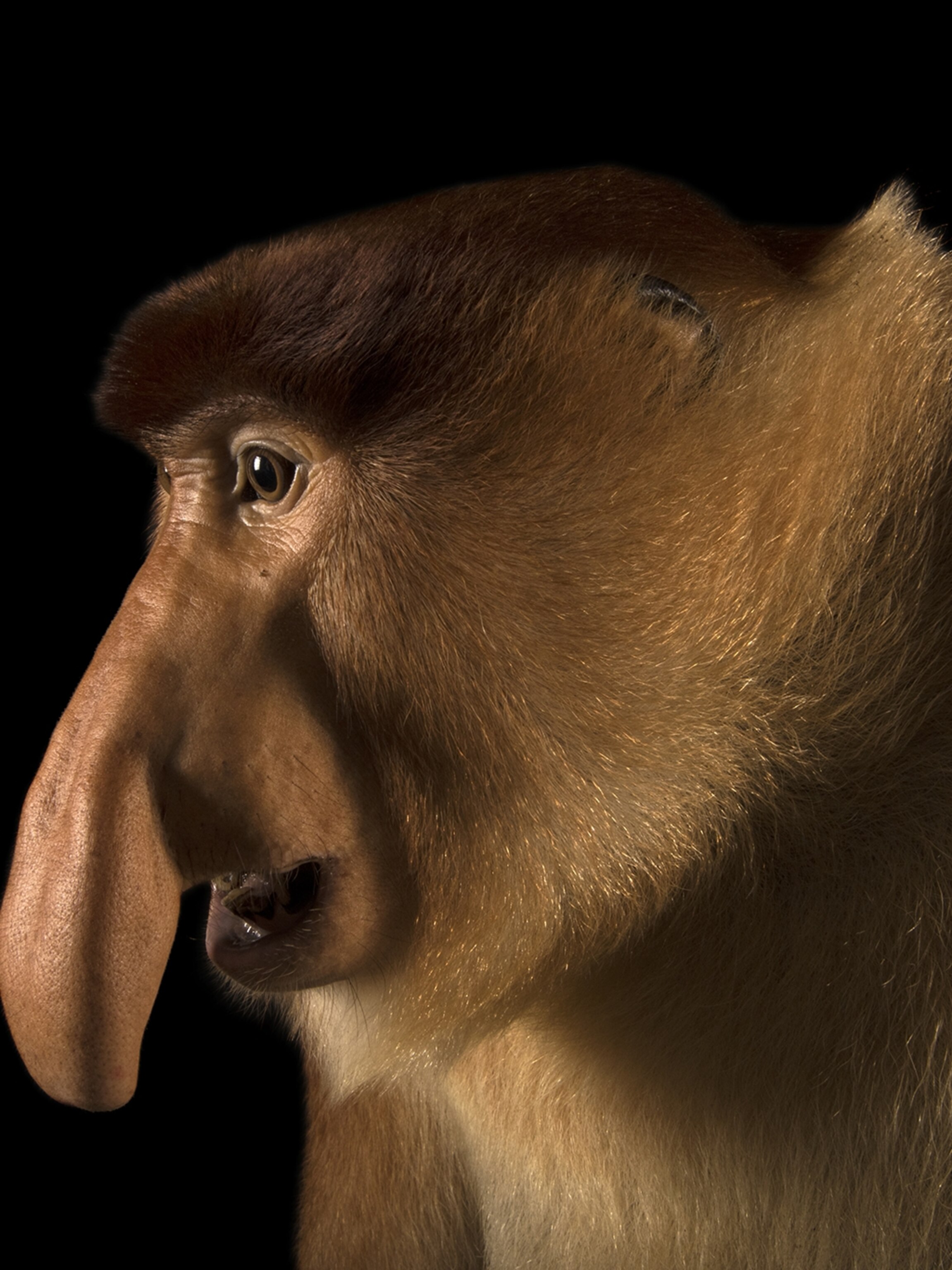 Weird Monkeys Species