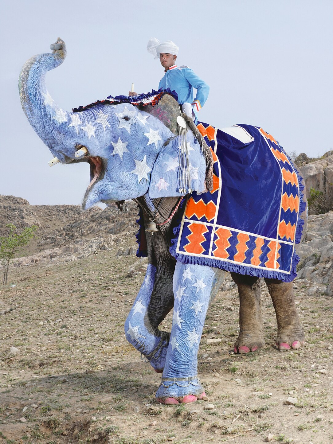 Indian Elephant Decorated
