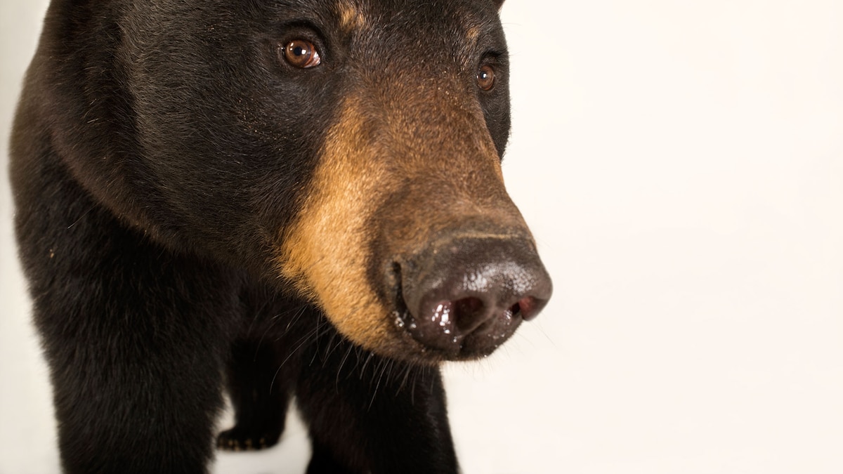 It's Almost Tax Day: Here's How Nature Files Its Taxas | National ...