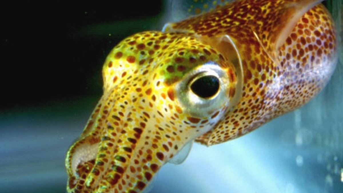 How To Terraform A Squid