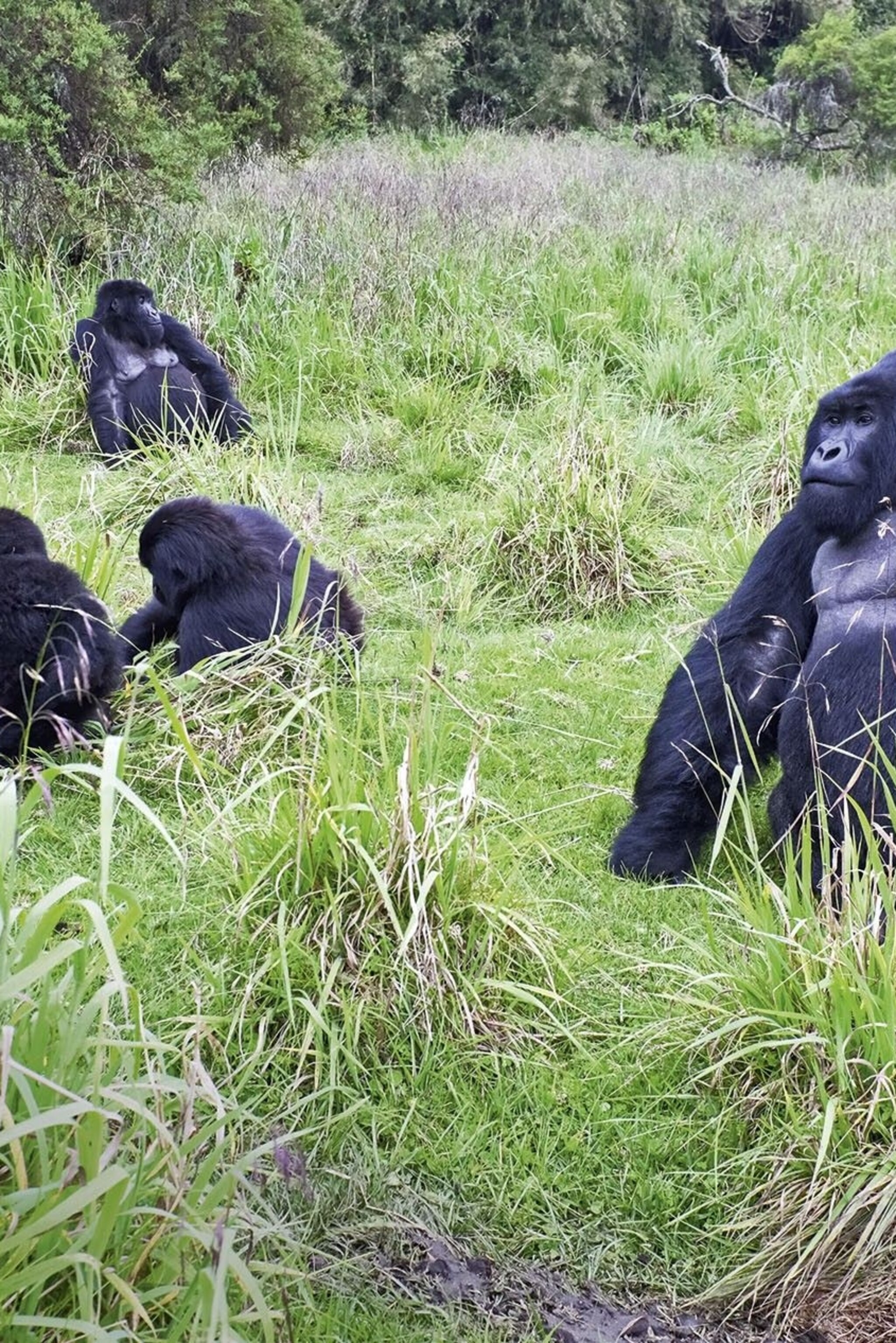 Gorillas Mating Face To Face