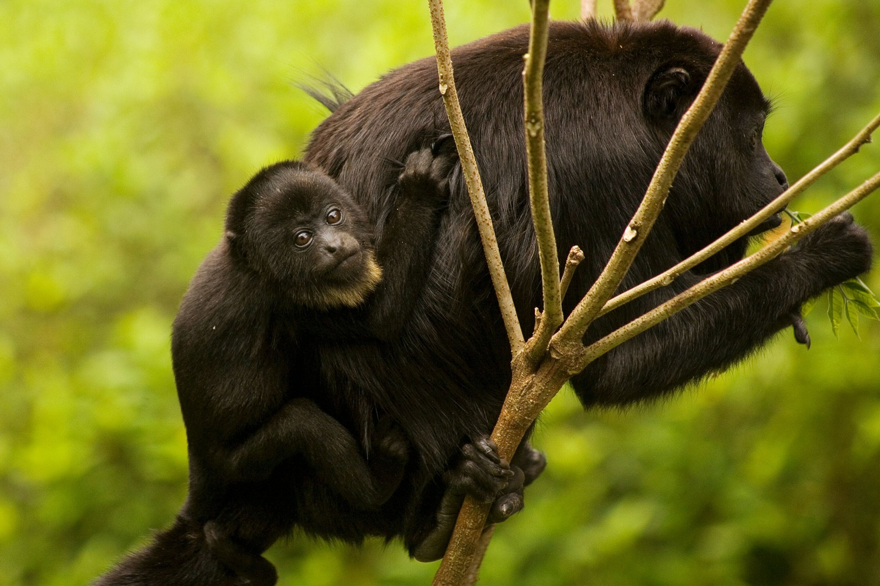 Striking Pictures of Mexico's Wildlife for Cinco de Mayo
