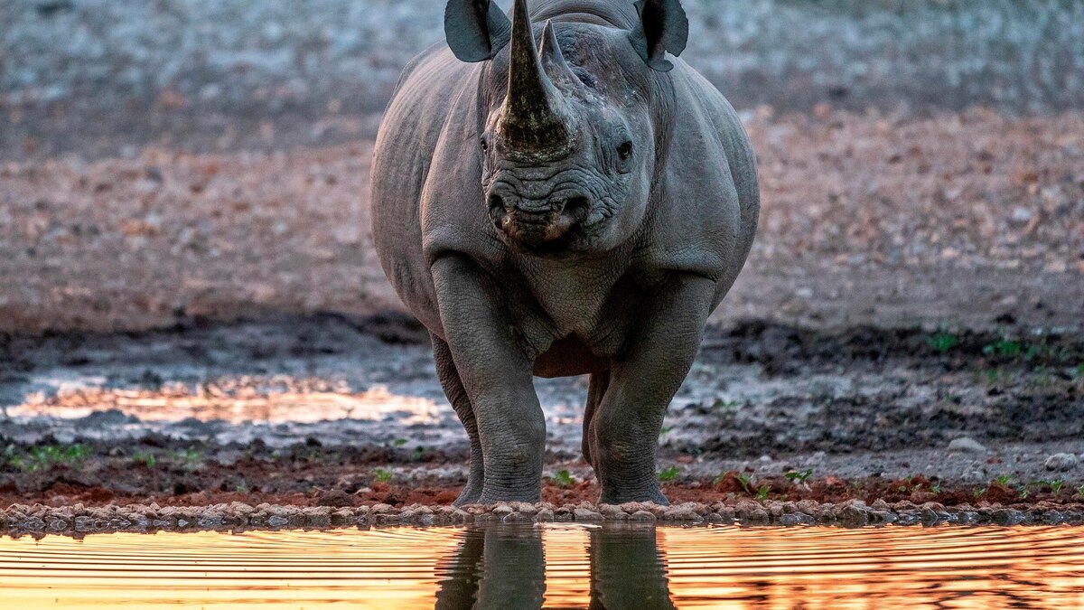 Learning to protect Namibia's endangered rhinos on a new conservation ...