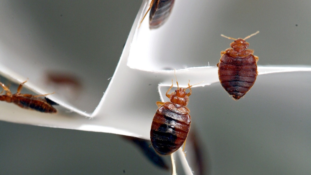 Bedbugs, ticks, and worms: A traveler’s guide to pests | National ...