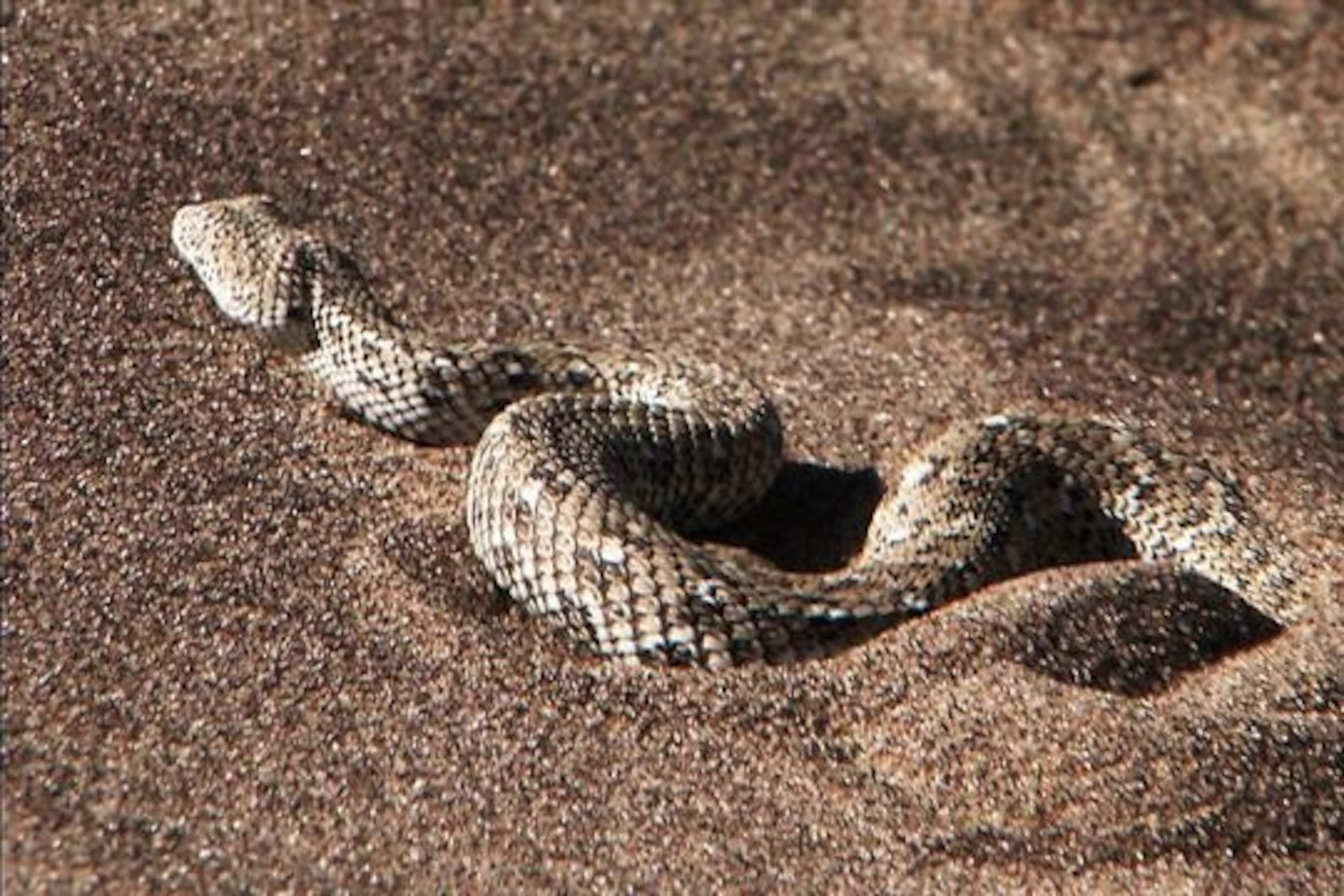 Sahara Desert Snakes