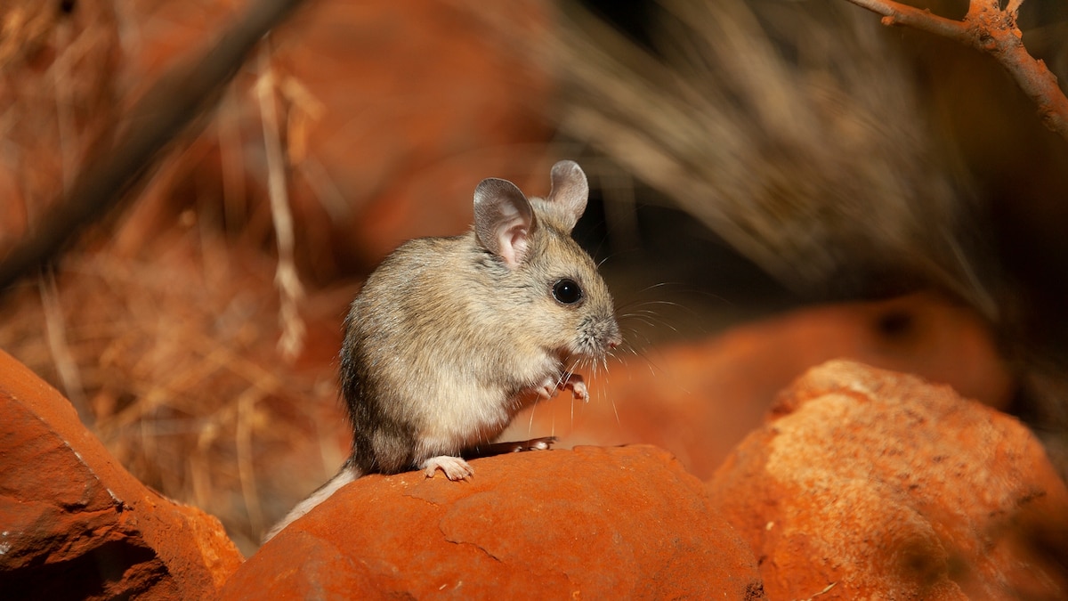 Is it a plains rat—or a palyoora? Why Australia is turning to ...