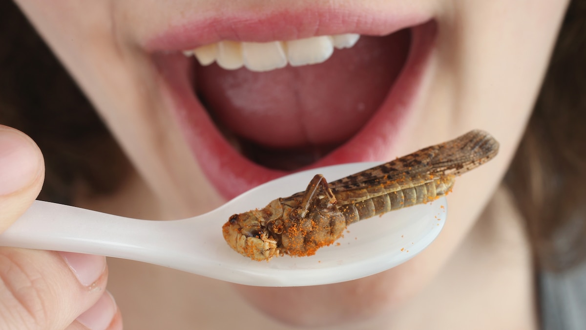 Bug Off: Why Insect Eating Is More Gimmick Than Reality | National ...