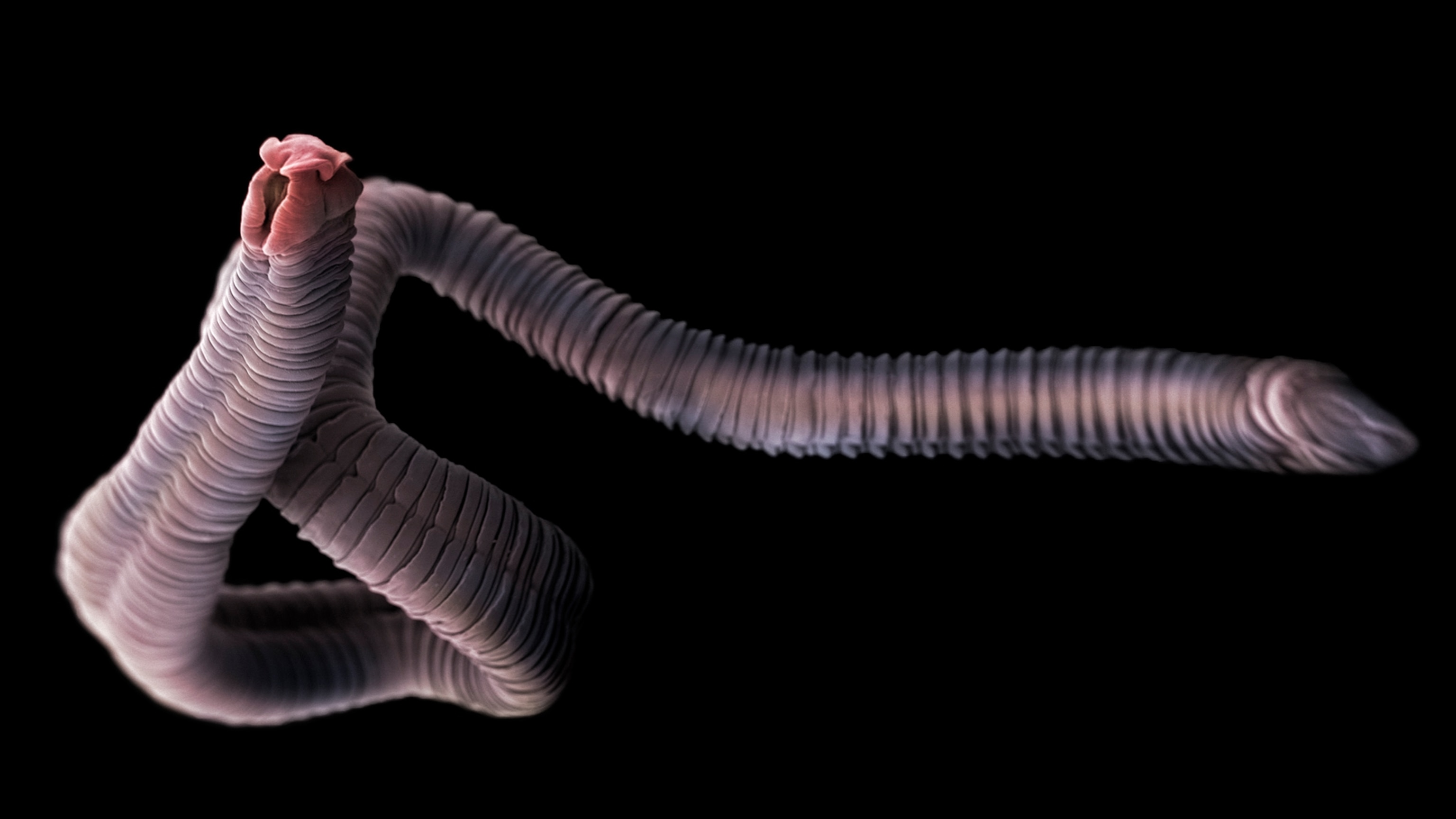 Hidden world of microscopic life revealed in extraordinary pictures