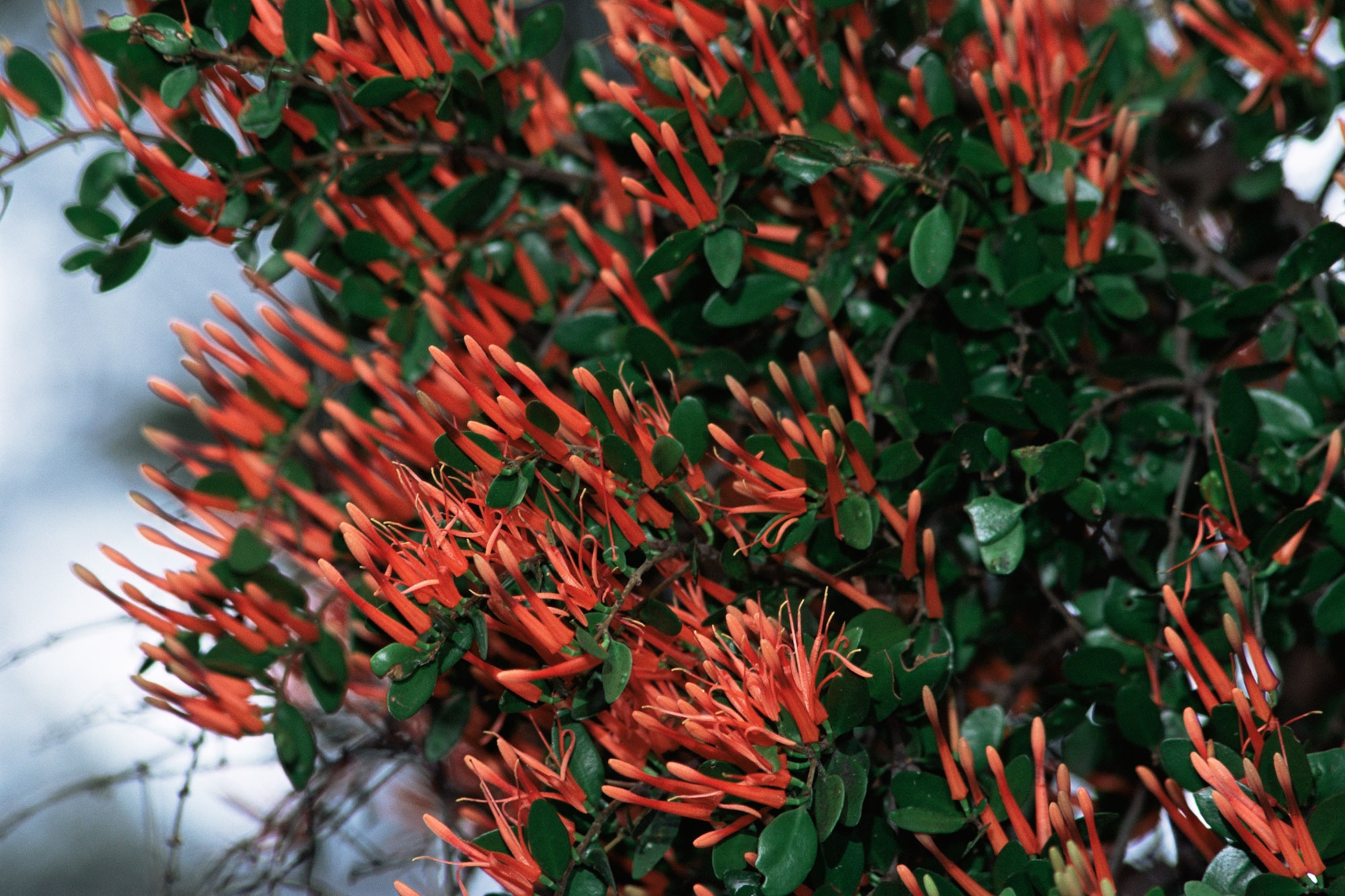 How Mistletoe Became Everyone's Favorite Parasite