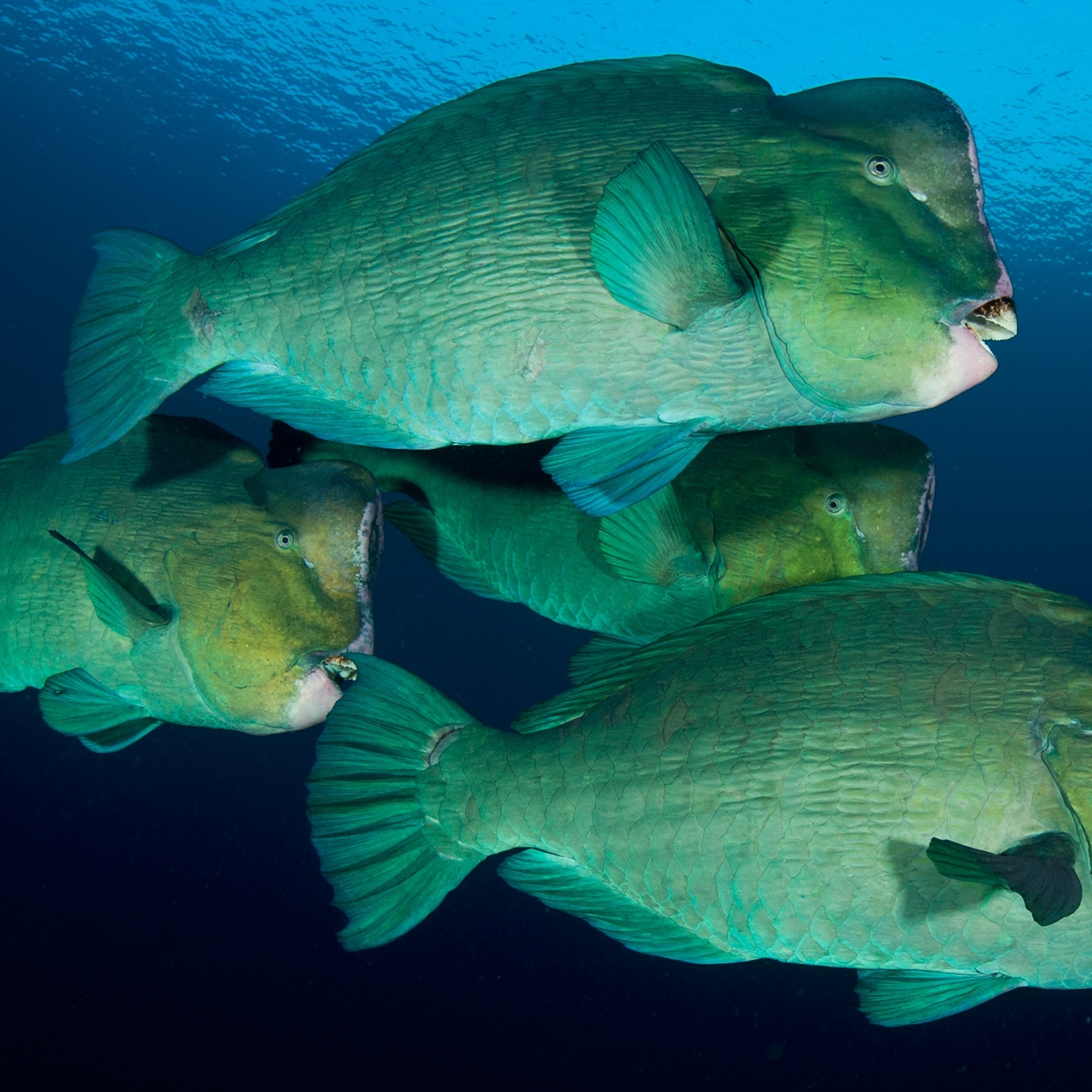 Green Parrot Fish