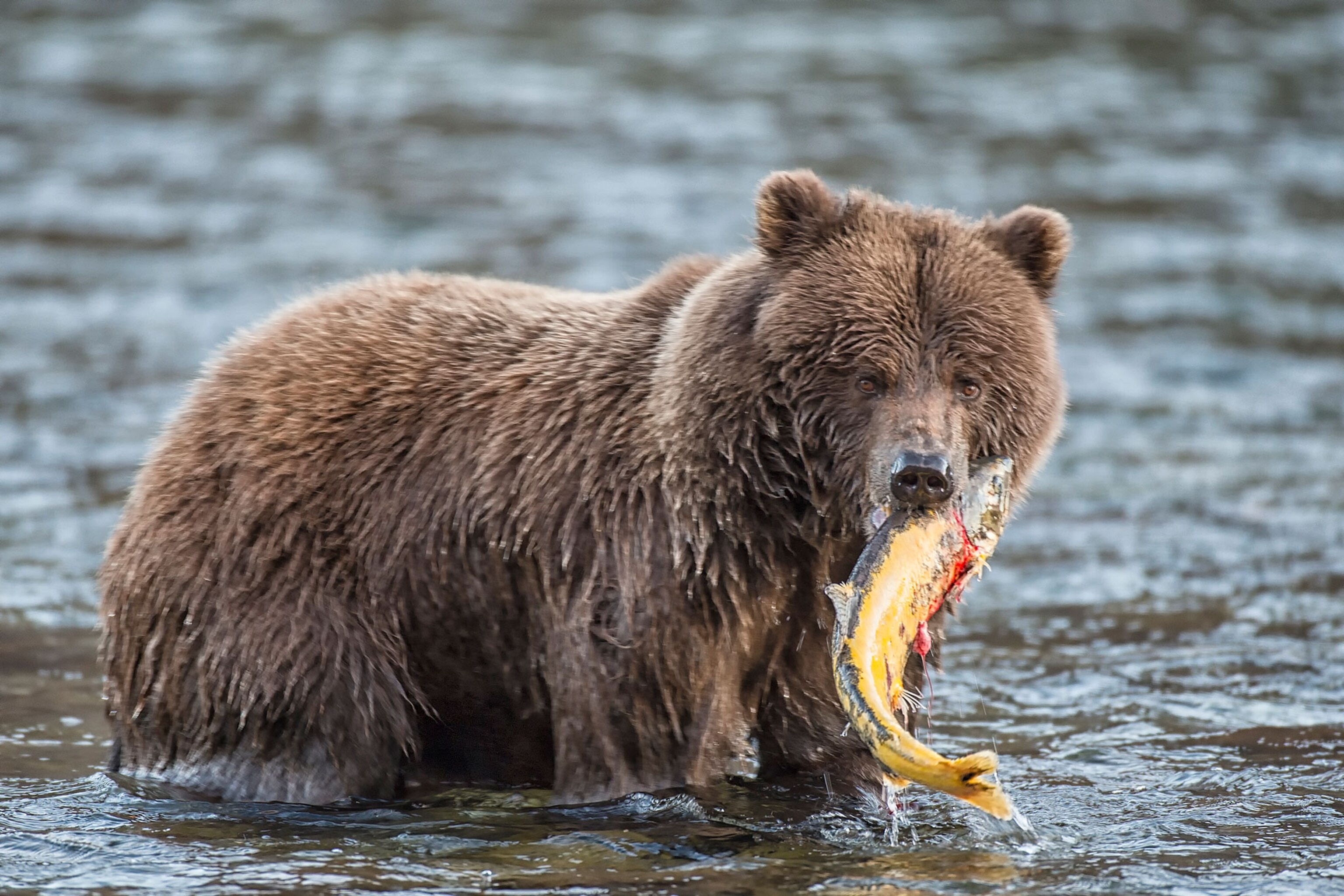 Fascinating ways animals prepare for fall