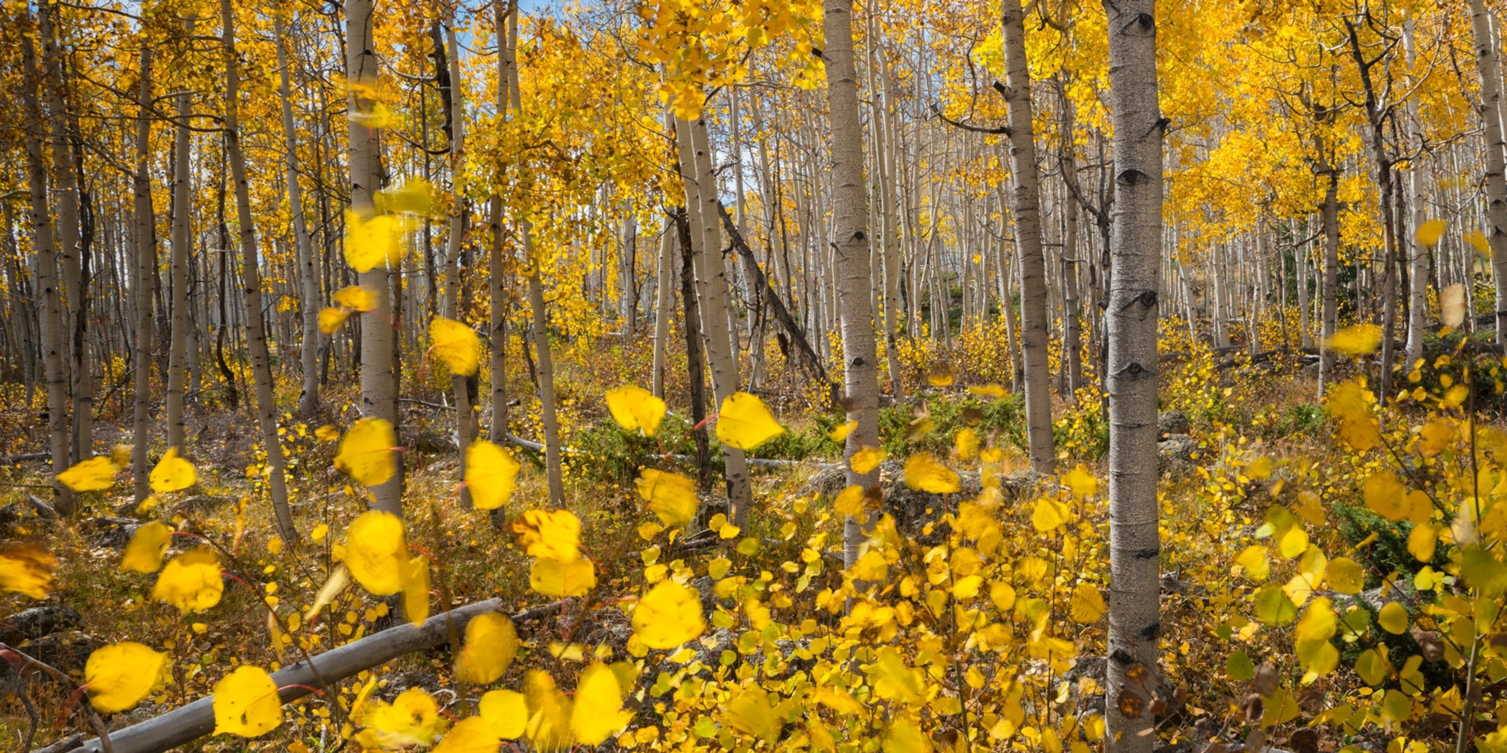 The biggest living thing on Earth is being nibbled to death. Can it be ...