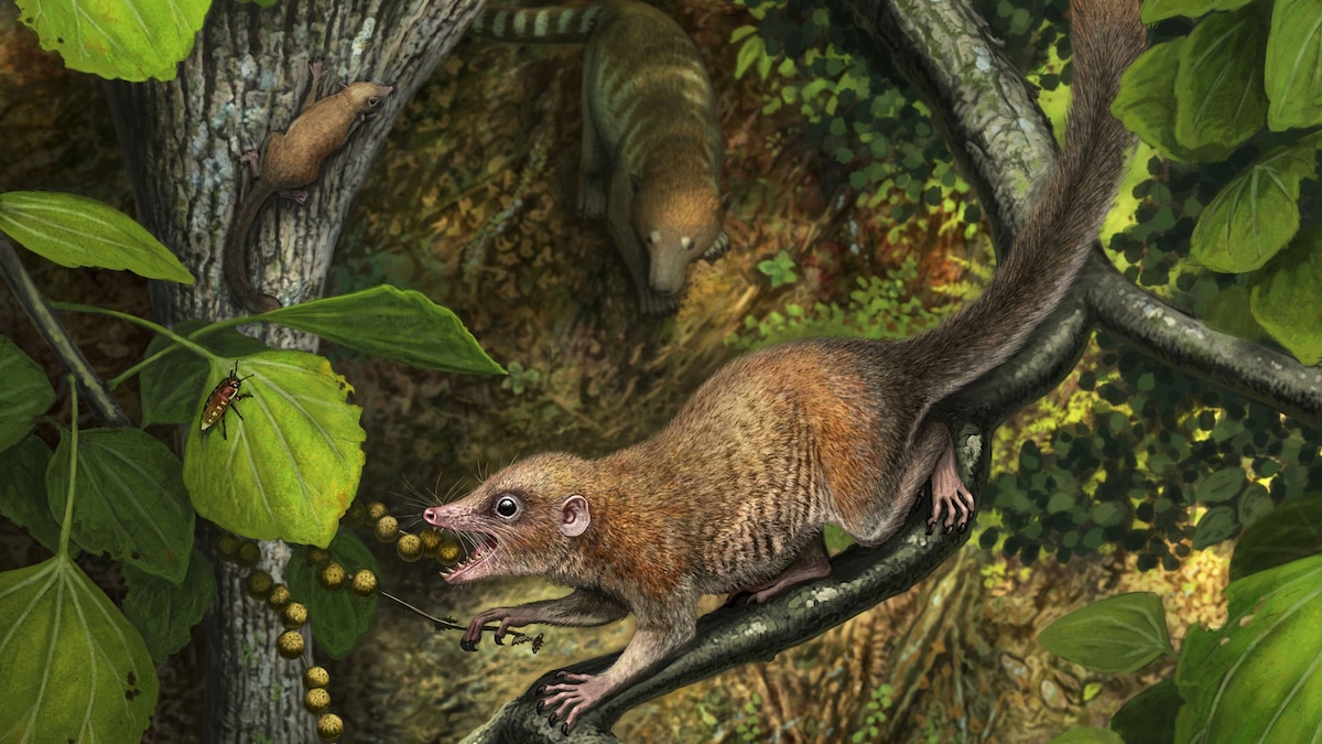 Did ancient primates walk alongside T. rex? New evidence backs up ...