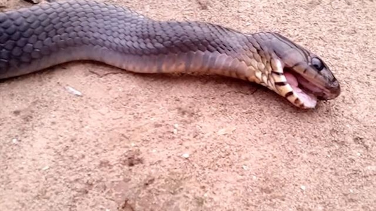Watch the Bizarre Moment a Snake Plays Dead | National Geographic