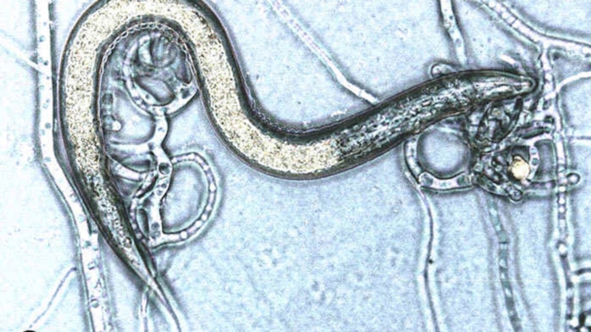 When Threatened By Worms, Bacteria Summon Killer Fungi | National ...