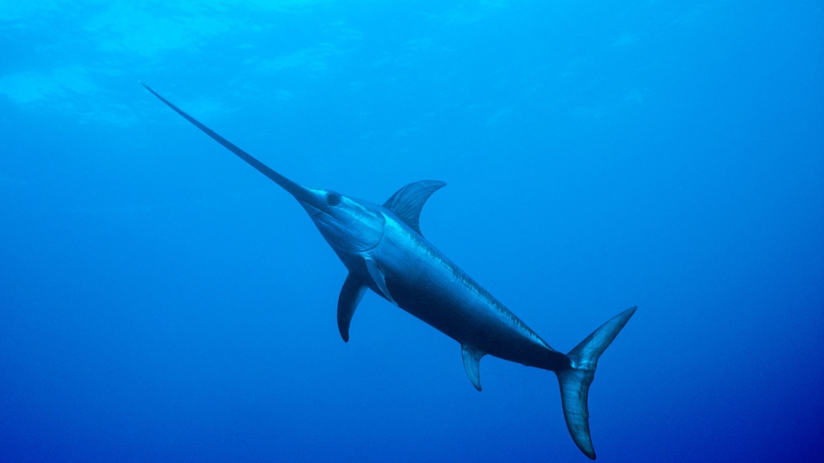Natural Lube Powers One of World's Fastest Fish | National Geographic
