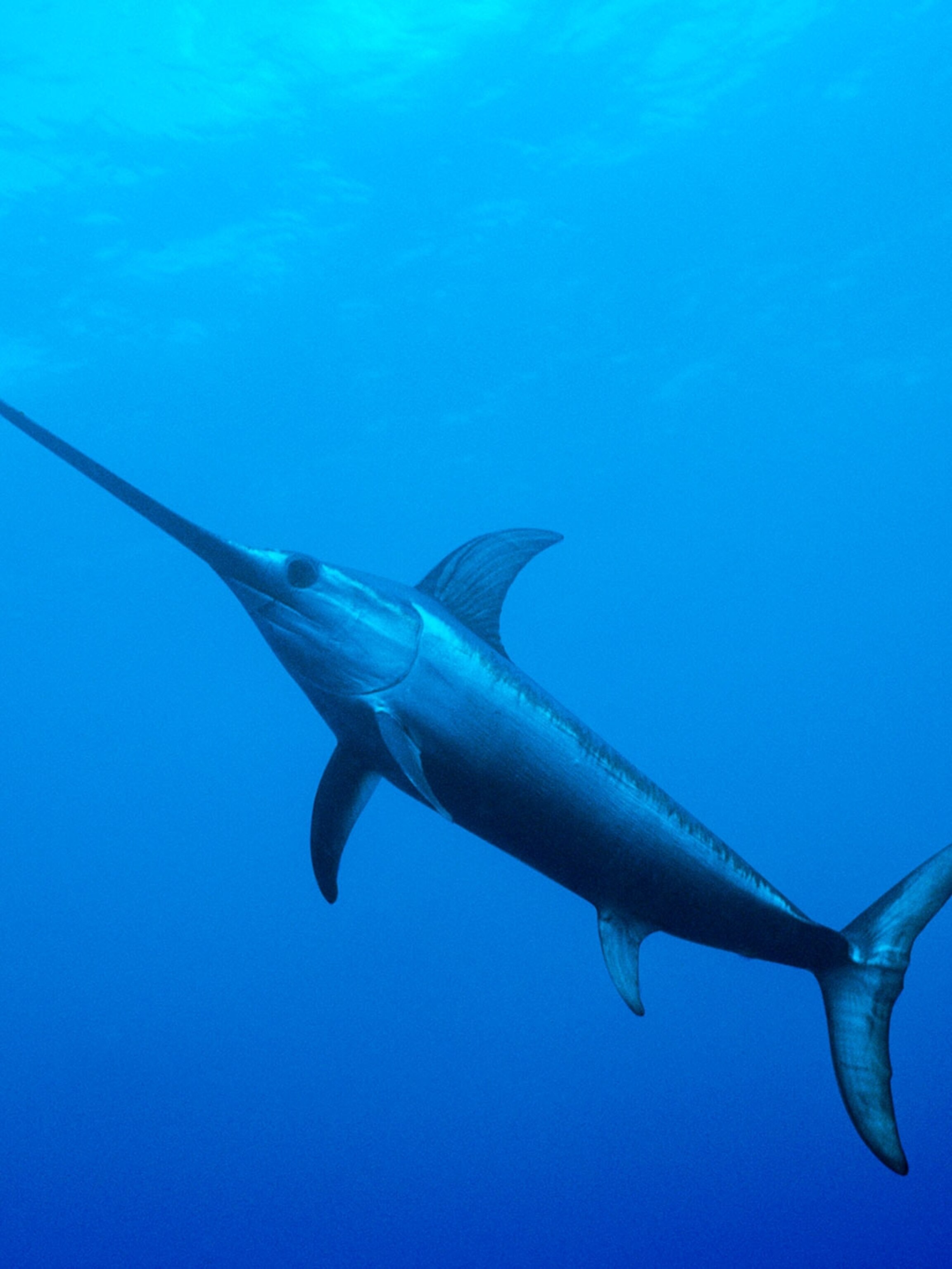 Swordfish Swimming Shark Stabbed Through The Heart And A Swordfish Is