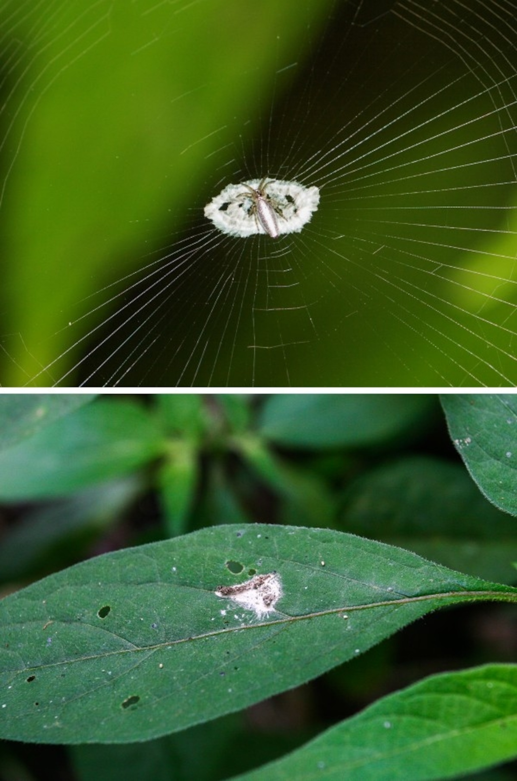 Spider Disguises Itself as Bird Droppings | National Geographic
