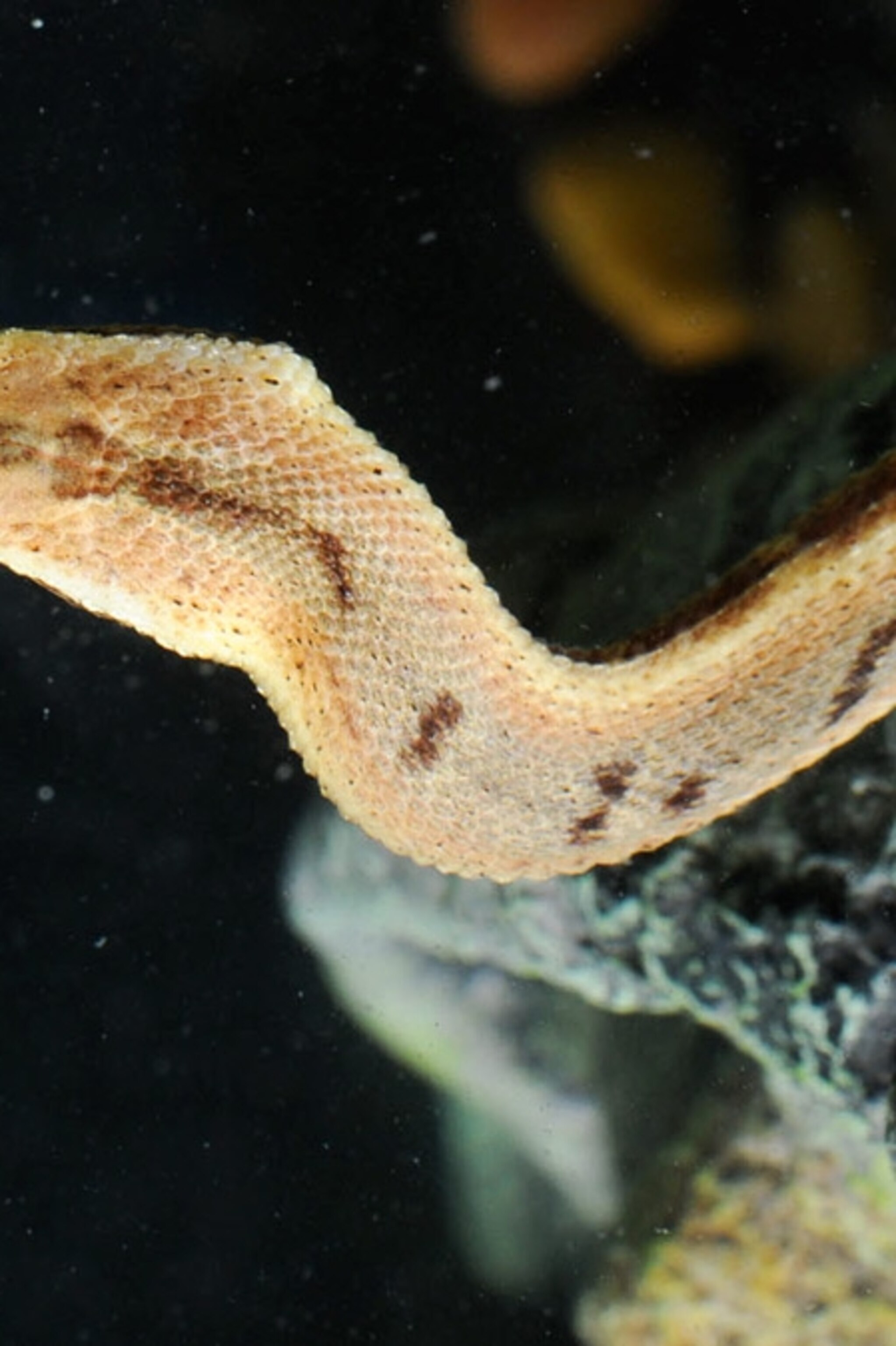 Tentacled Snake Tentacled Snake ZooChat