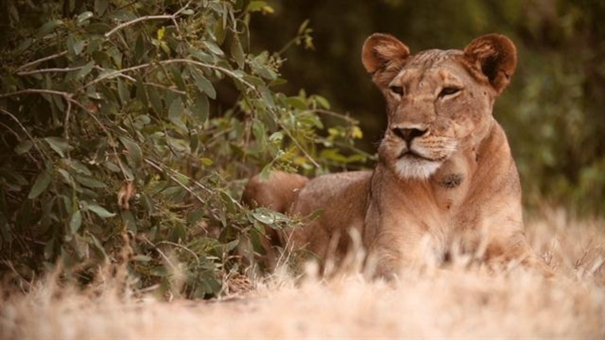 Teaching Kenya's Warriors to Make Peace With Fast-Disappearing Lions ...