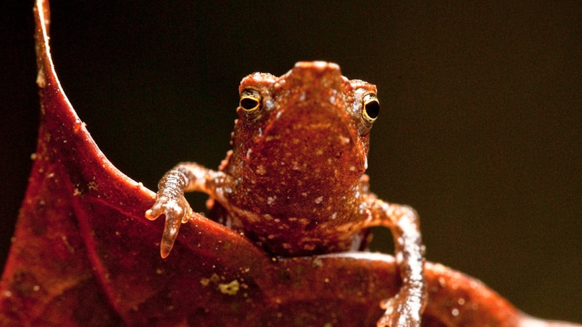 Pictures: "Mr. Burns" Toad, More New Amphibians Found | National Geographic