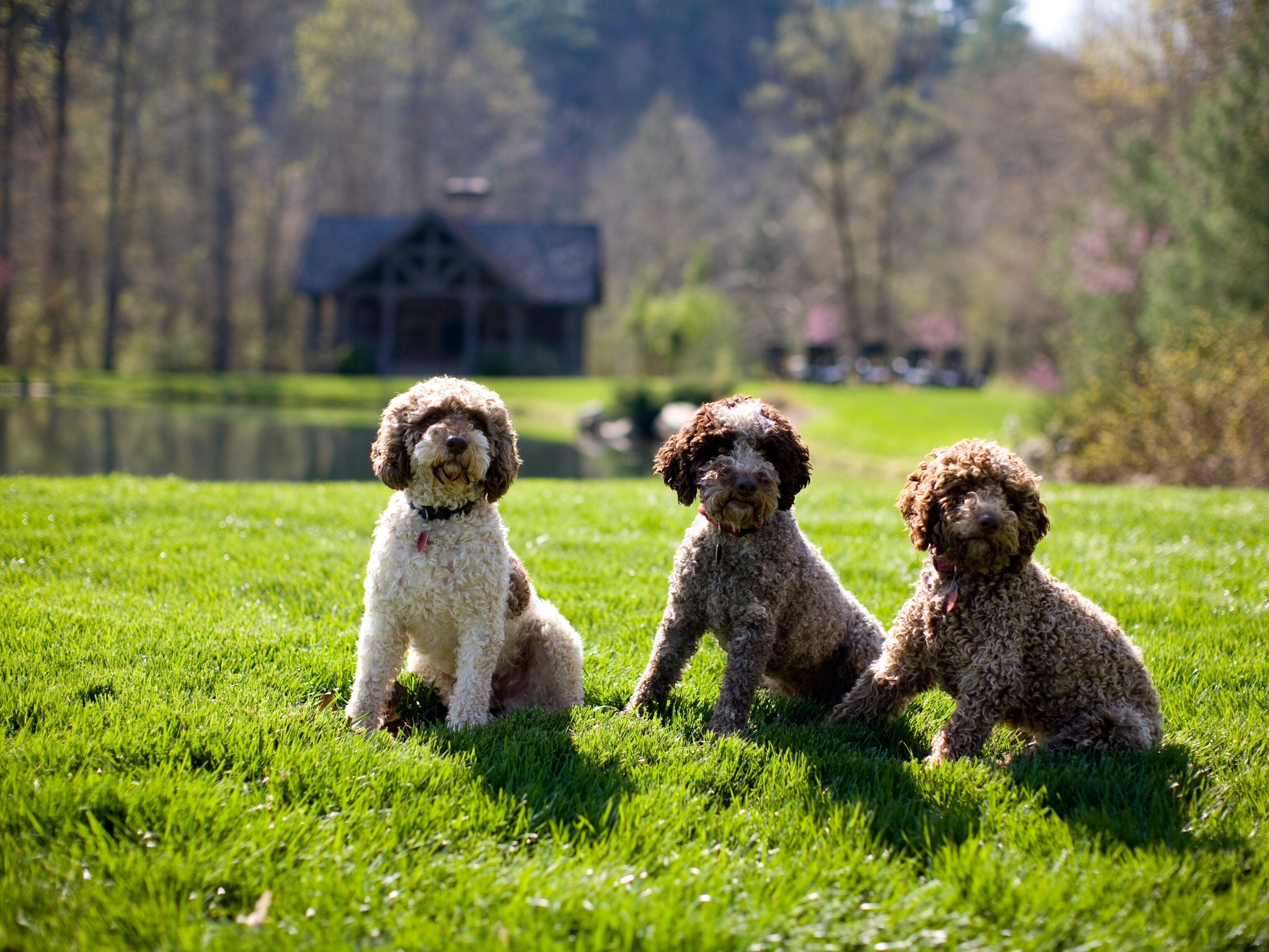How Do I Train My Dog To Sniff Out Truffles
