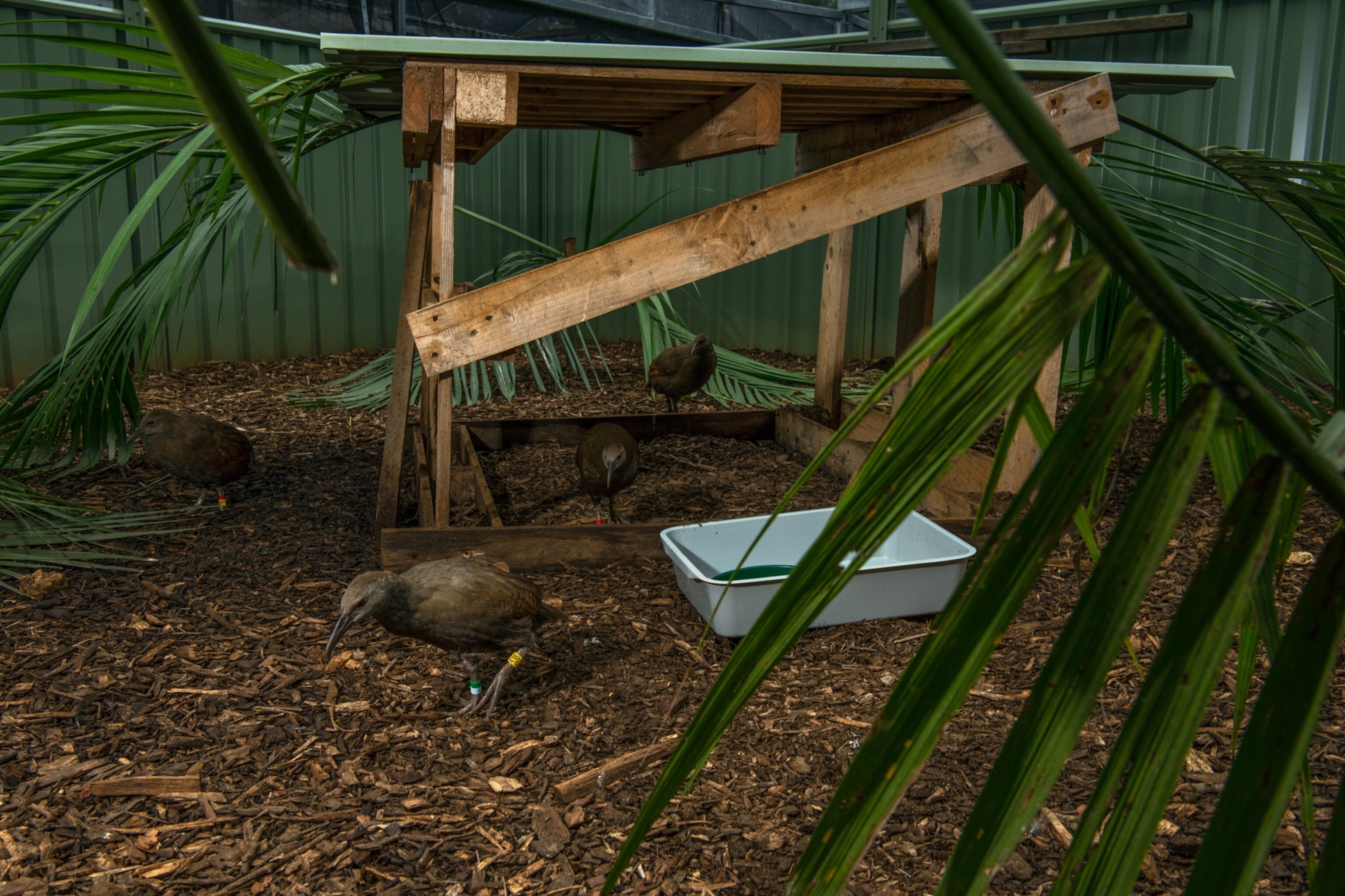 Rats invaded paradise. Here’s how paradise fought back.