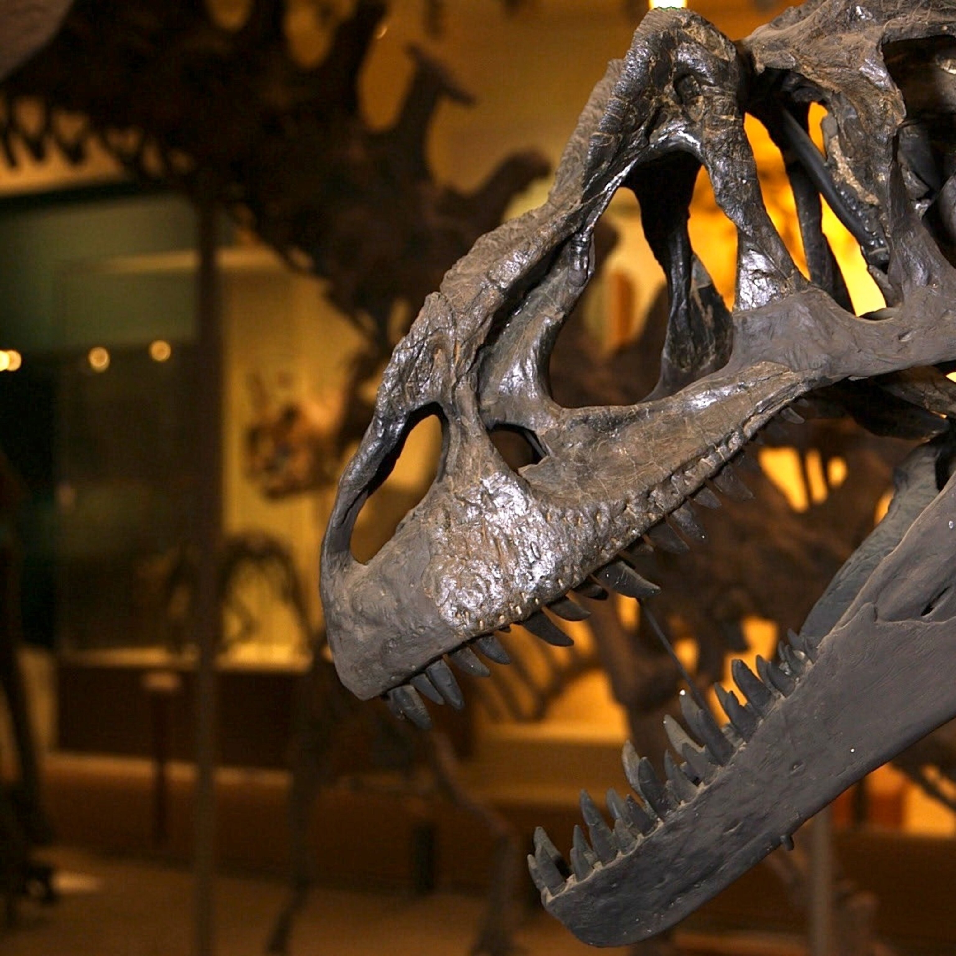 Allosaurus Skull Front