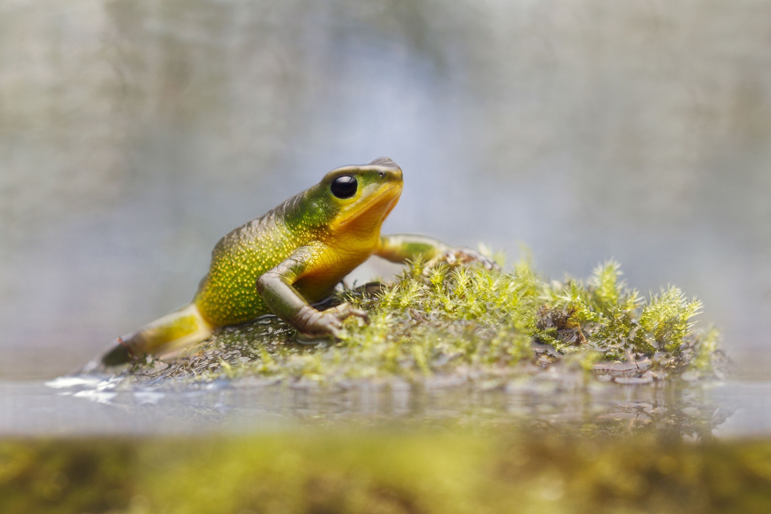'Extinct' Toad Rediscovered in Ecuador