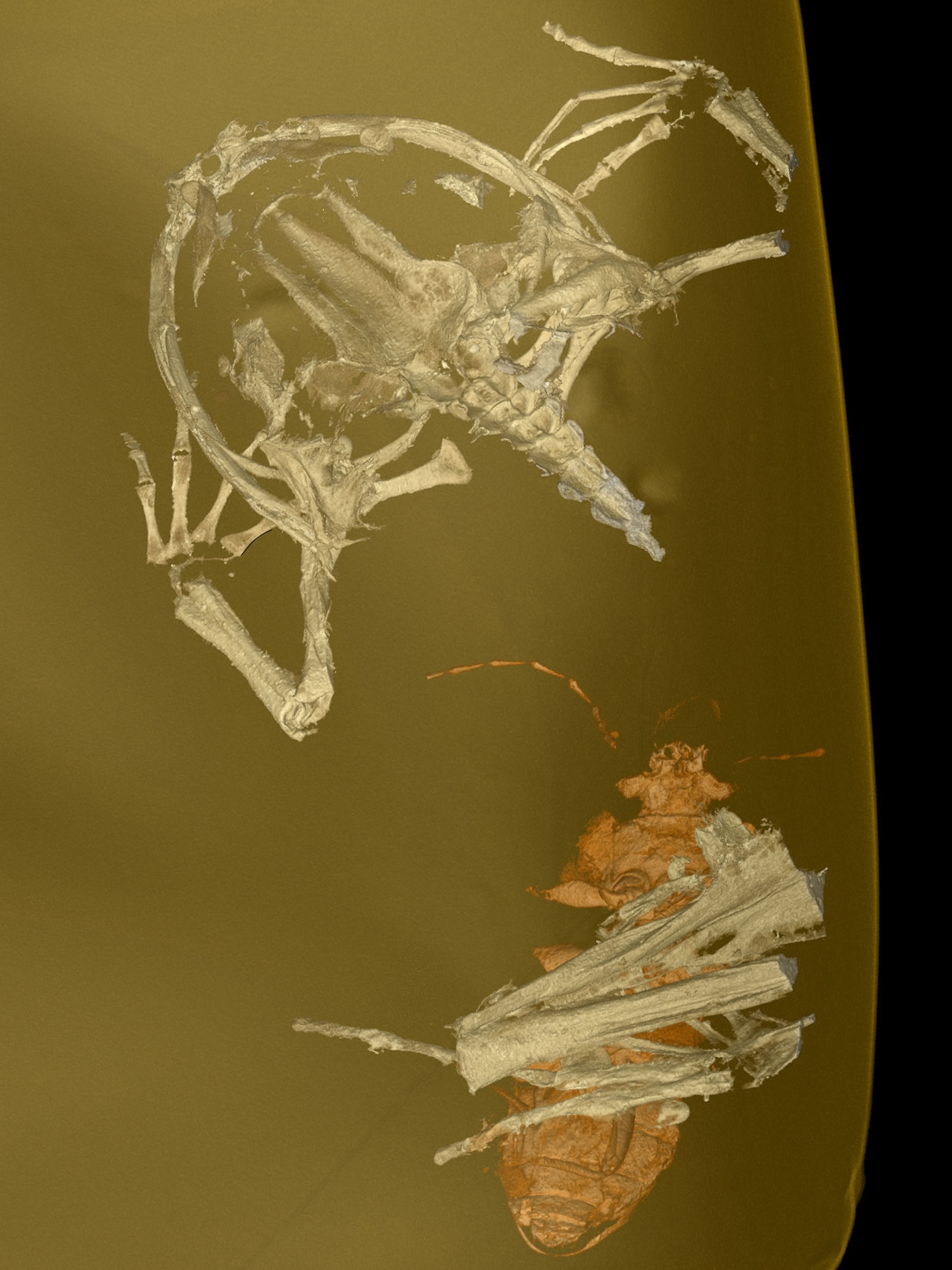 Oldest Fossils of Rain Forest Frogs Found in Cretaceous Amber