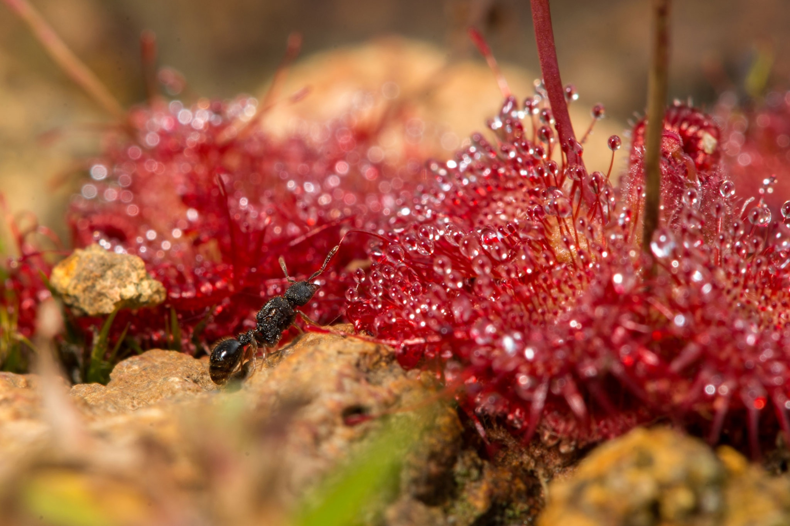 Breathtaking ‘Sky Islands’ Showcase Evolution in Action